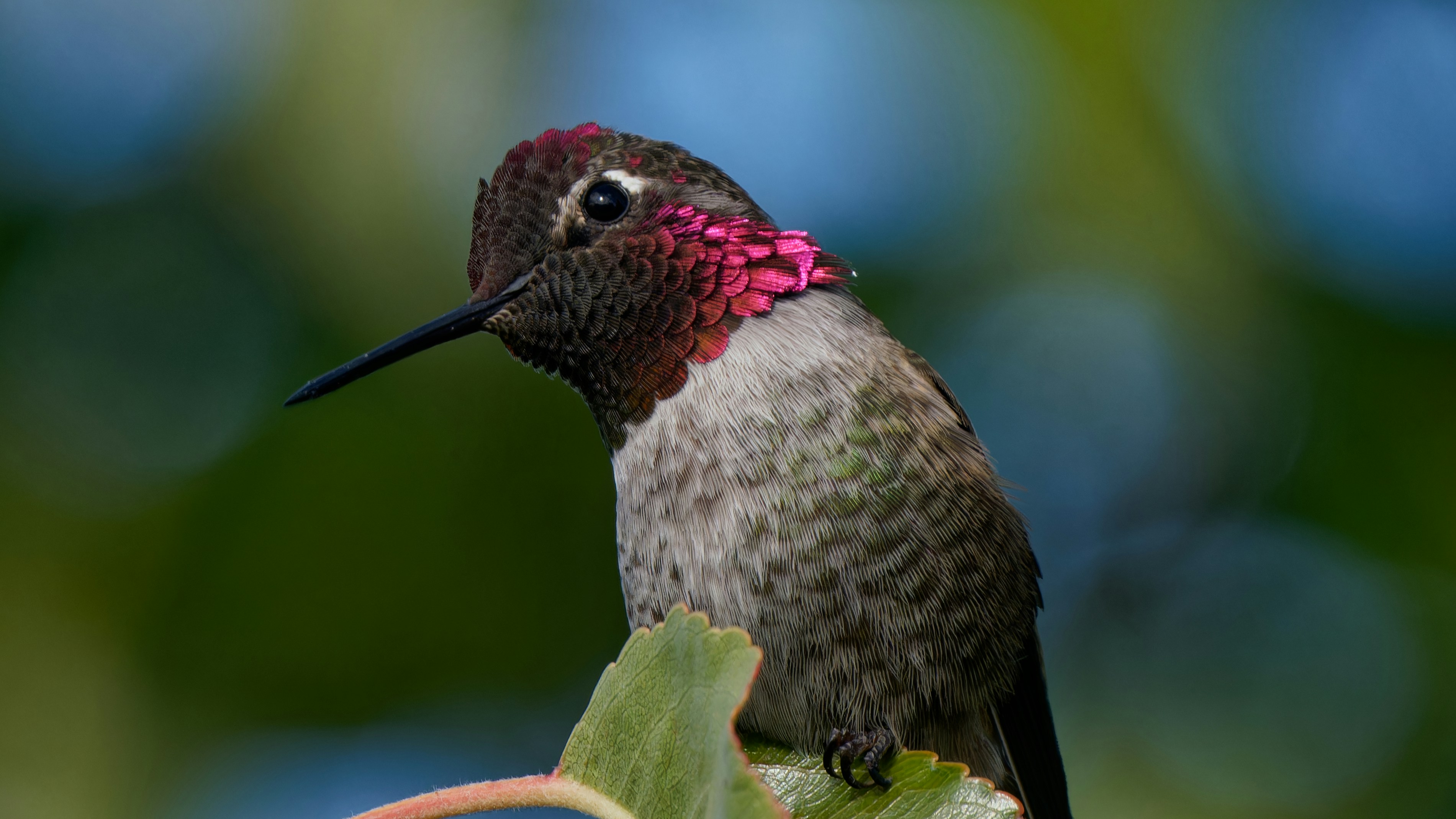 Glimmering Jewel: A Hummingbird's Moment
