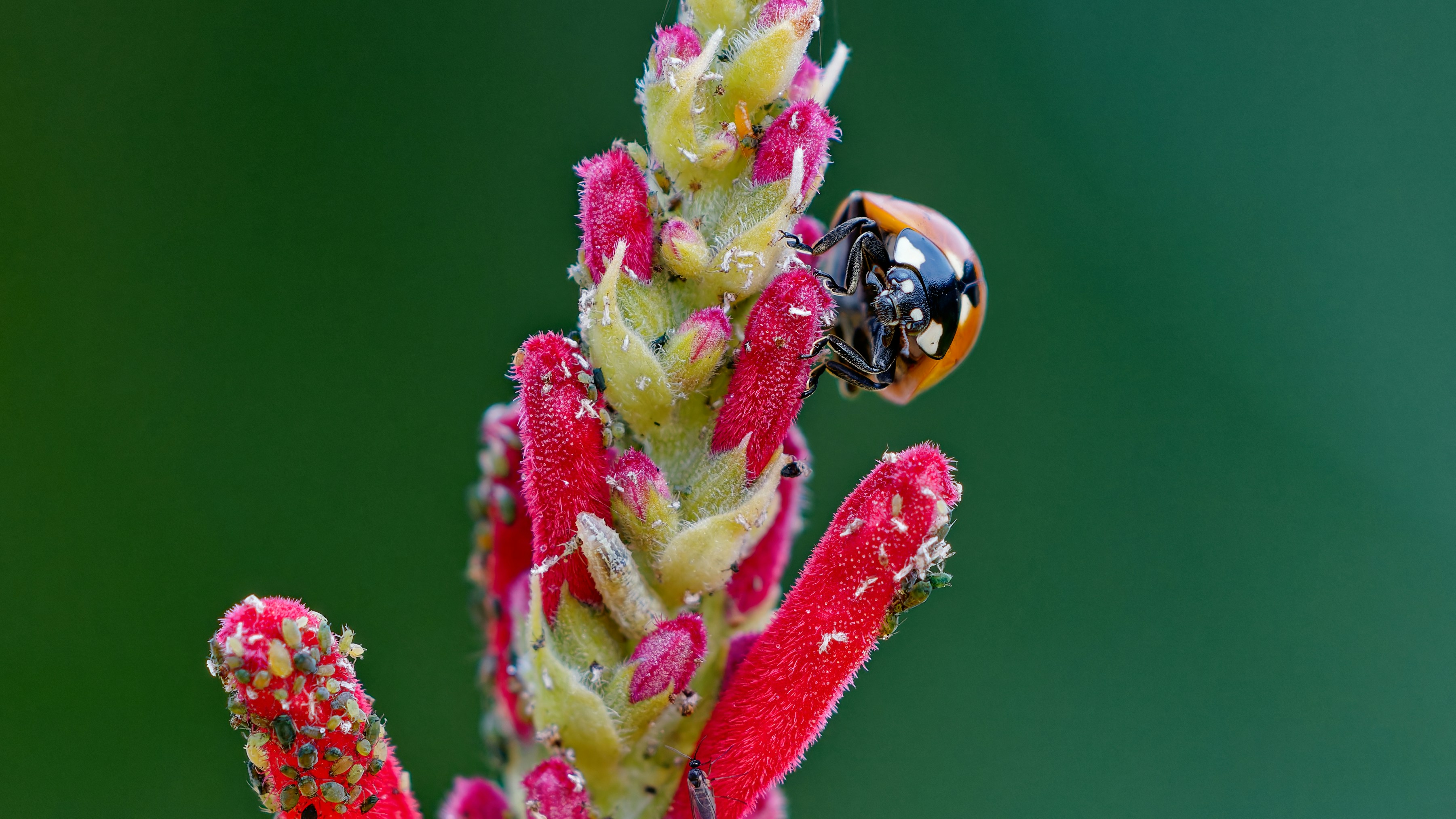 Crimson Bloom and Ladybug: A Tiny Balcony of Color