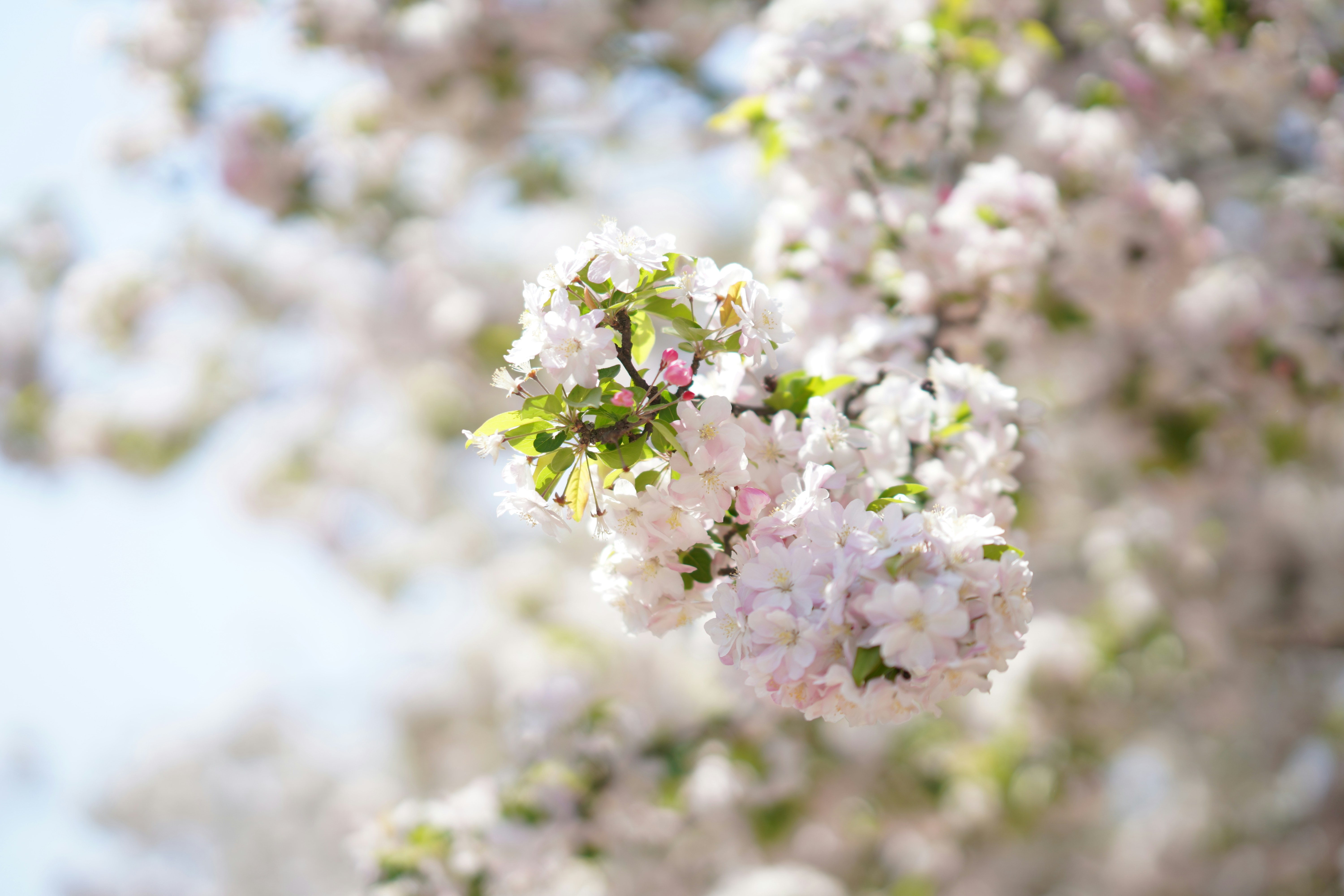 Delicate cherry blossoms in full bloom against a soft blue sky.