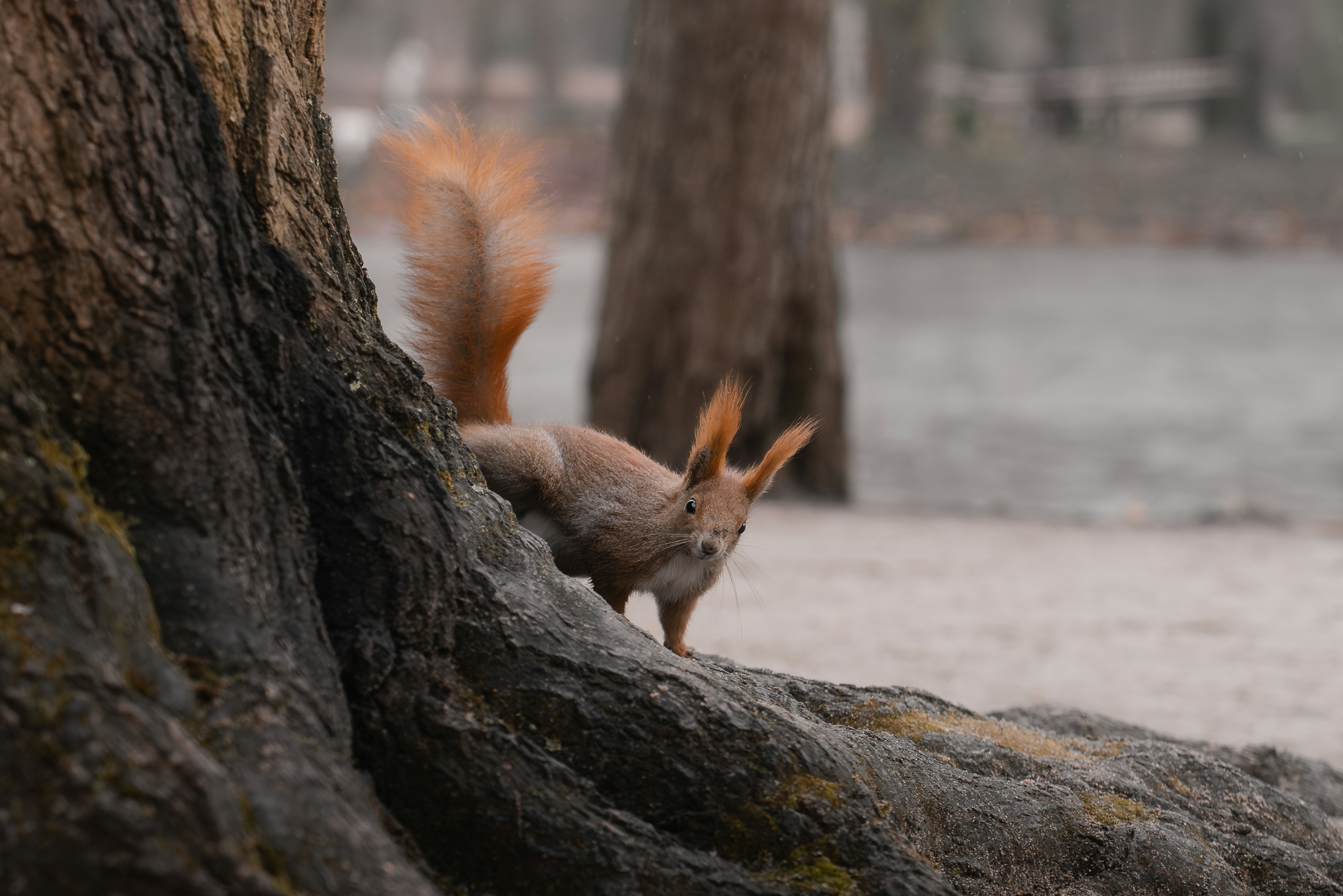 Vigilant Woodland Sentinel