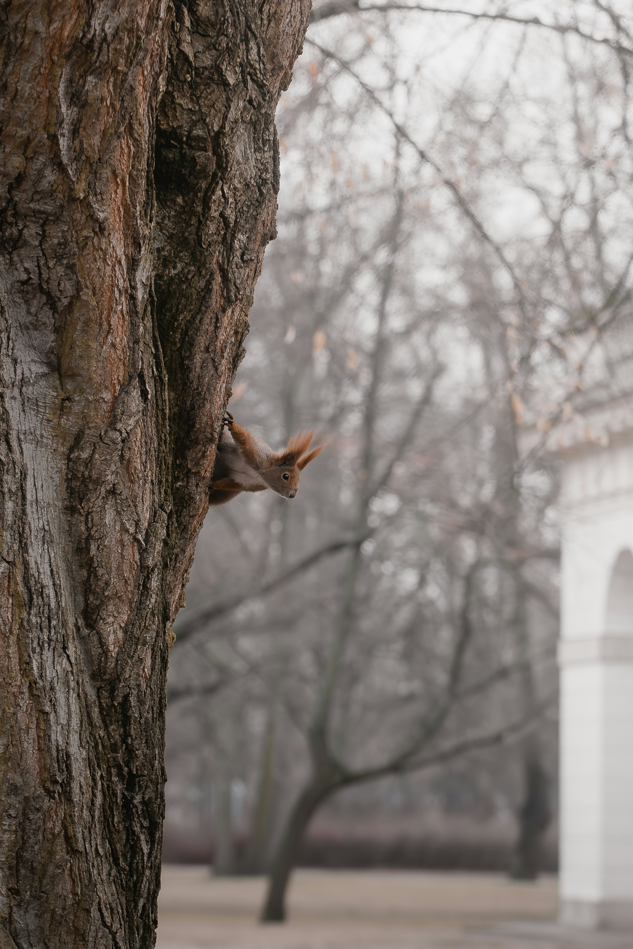 Squirrel partially visible on a tree trunk in a winter park with bare branches and a distant building.