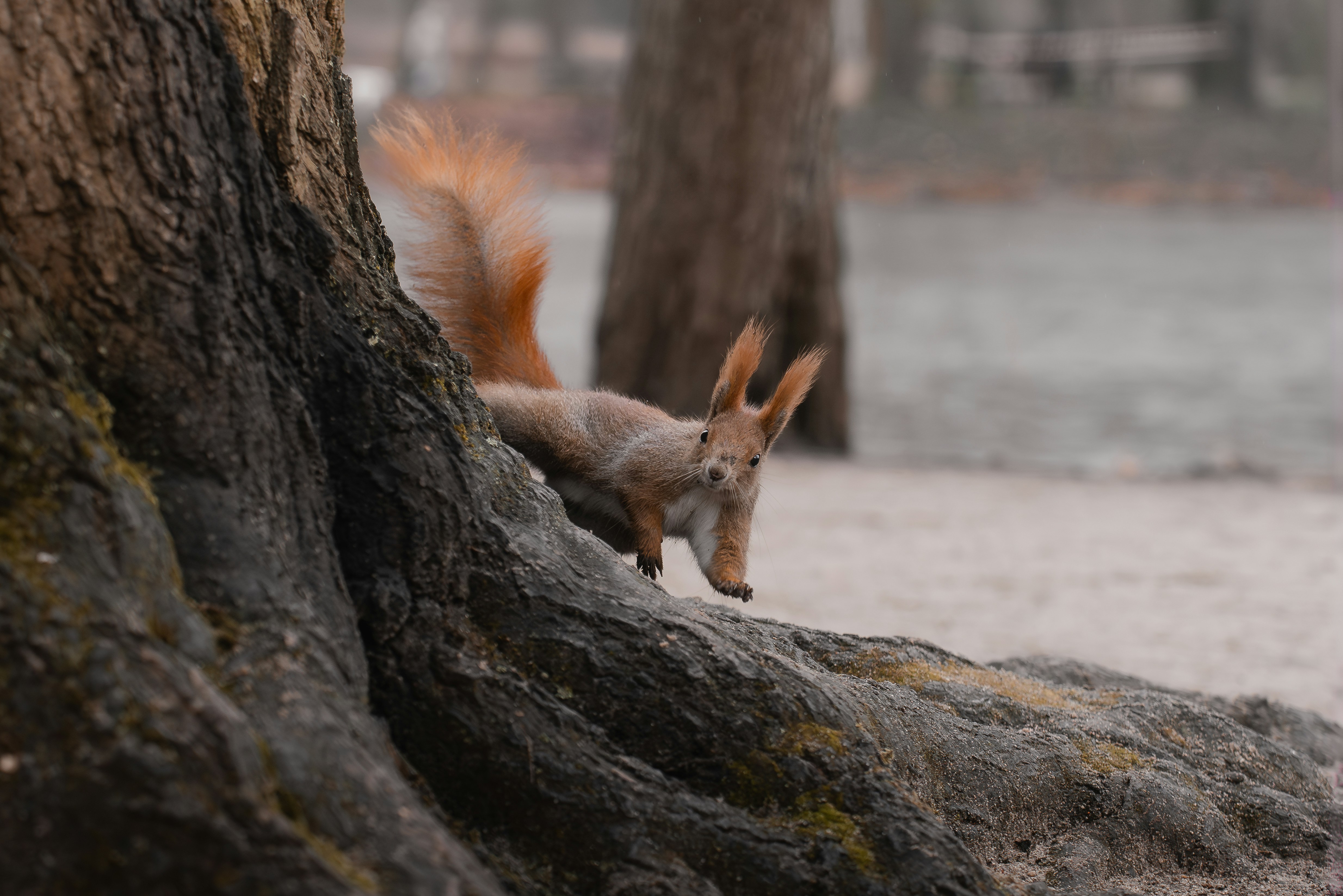 Curious Squirrel Peeking from a Weathered Trunk