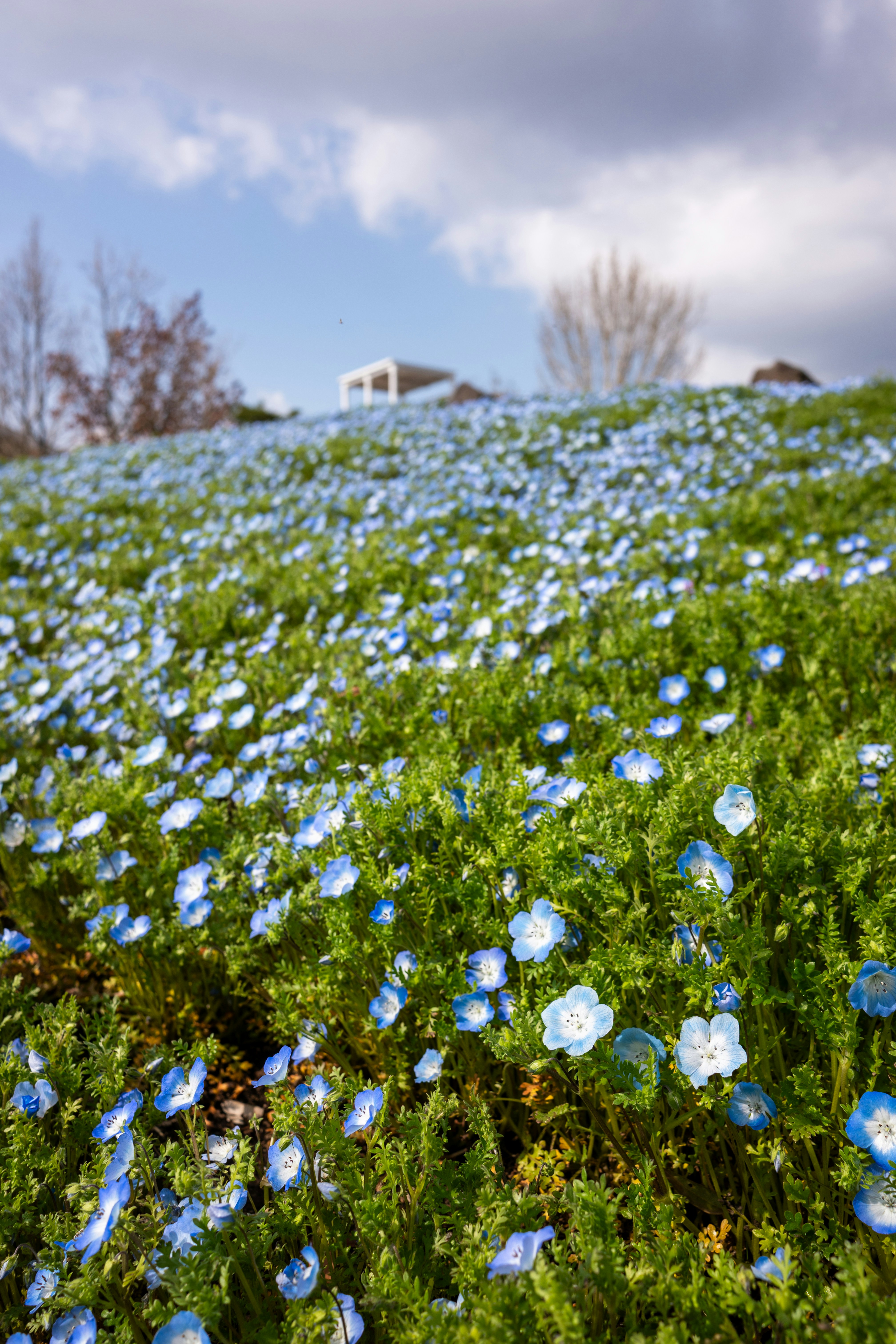 Field of blue flowers cascading down a hillside under a partly cloudy sky.