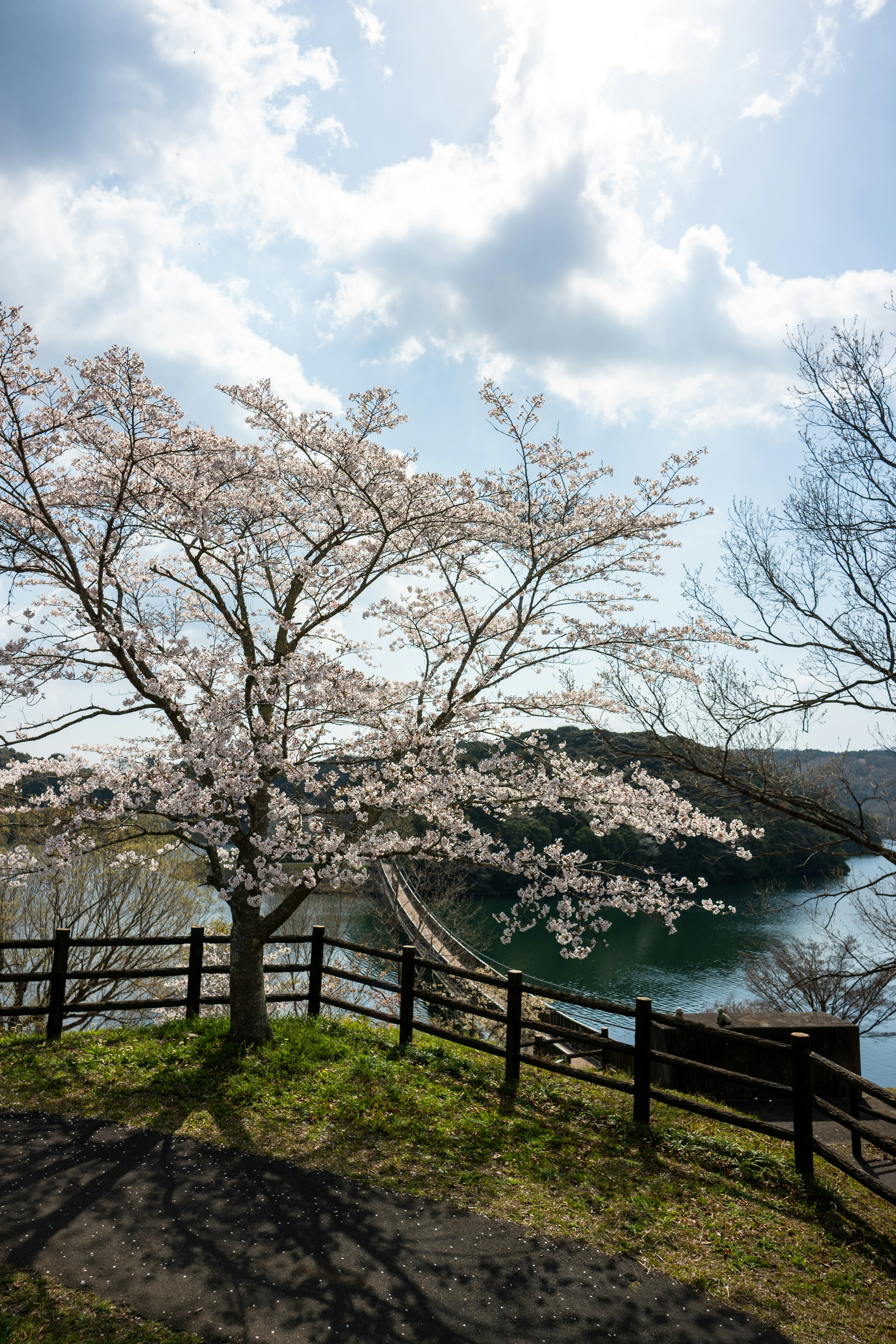Cherry Blossoms Overlooking Tranquil Waters