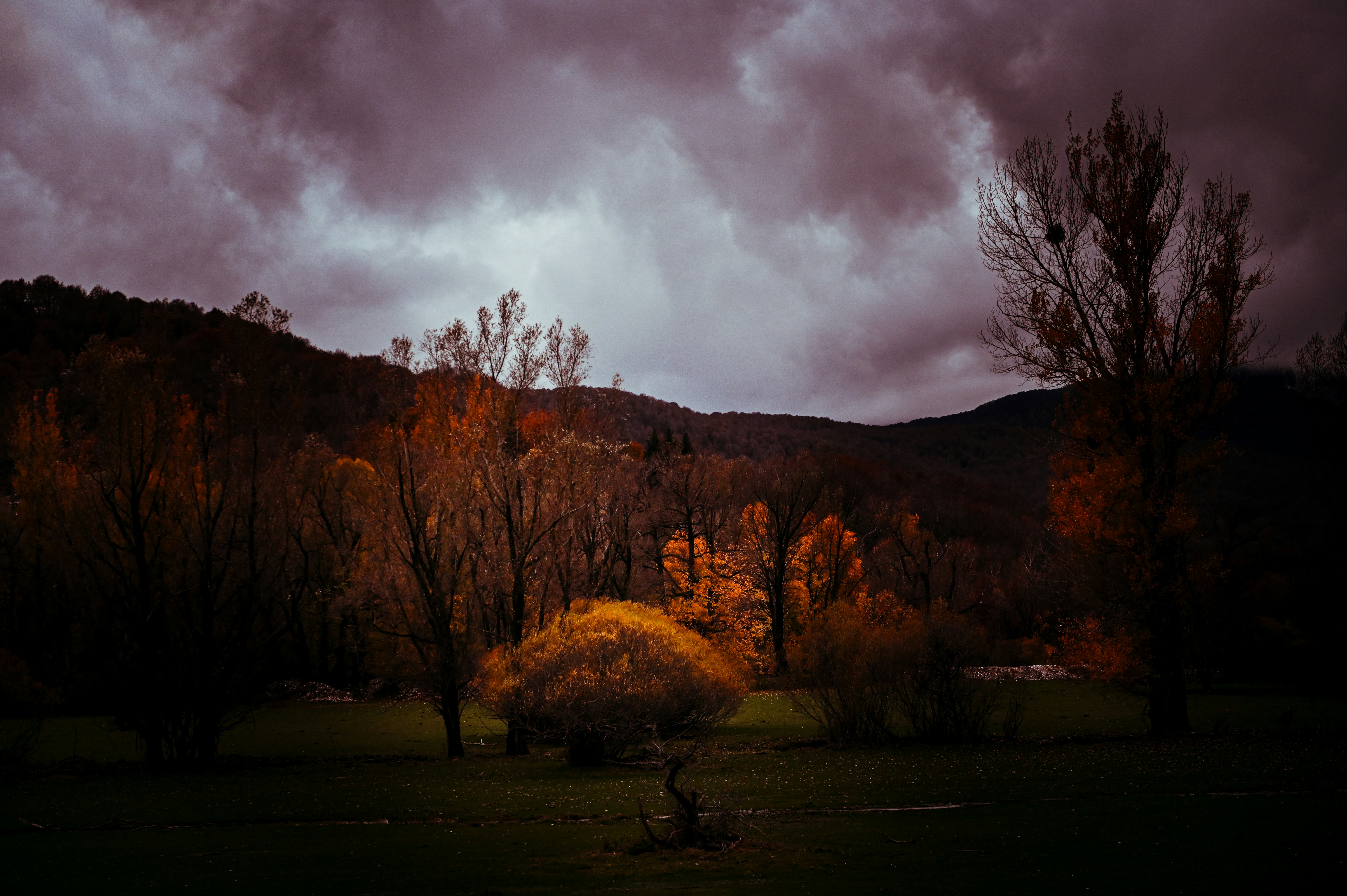 Golden willow tree amidst a landscape of autumn foliage under a dramatic sky. The scene captures the essence of seasonal transition.