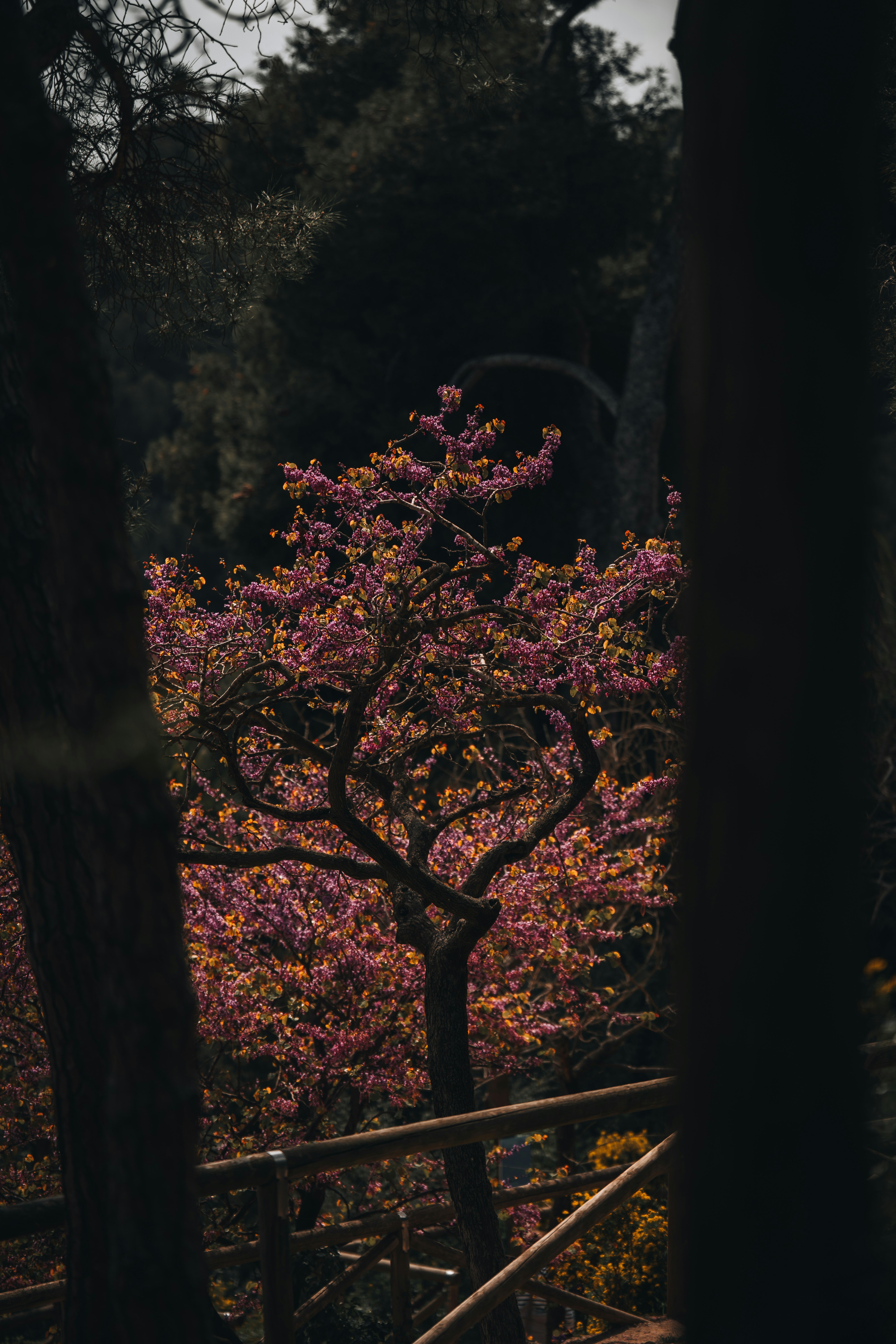 Delicate pink blossoms on a tree framed by dark trunks, set against a dimly lit forest backdrop.