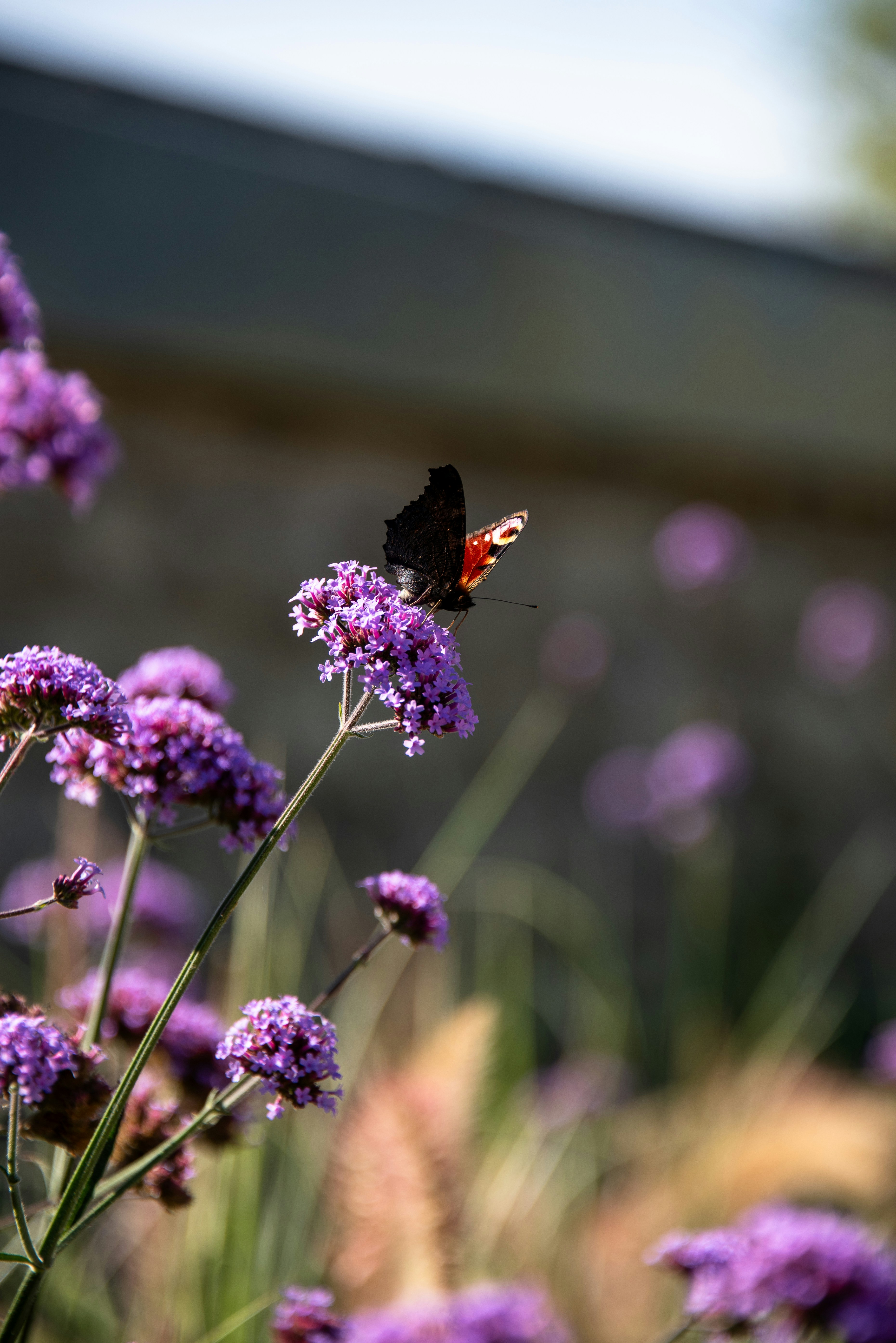 Butterfly perched on vibrant purple flowers with a blurred background.