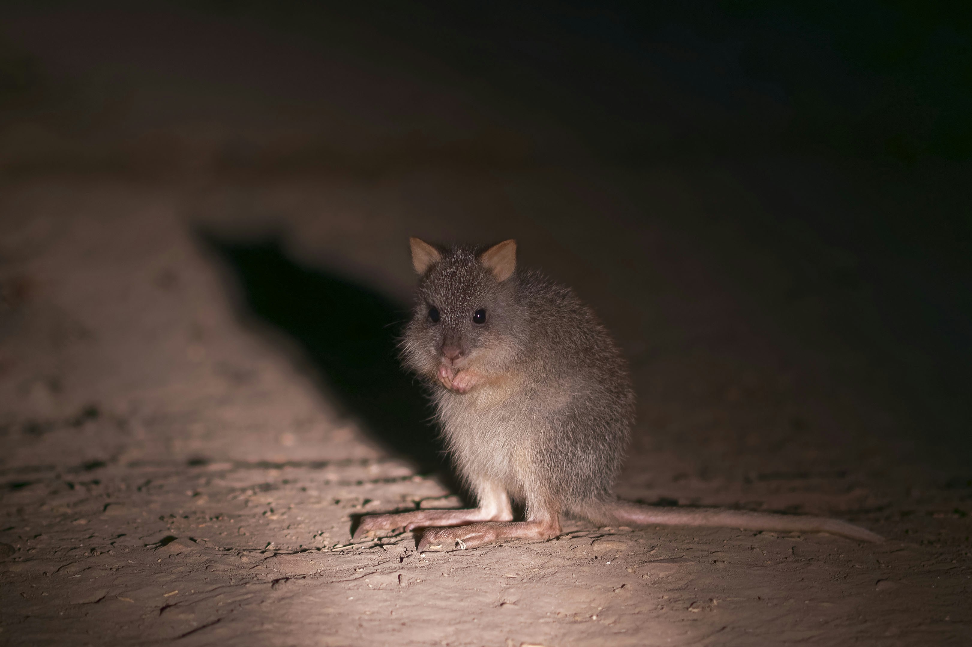 Nocturnal Outback Encounter