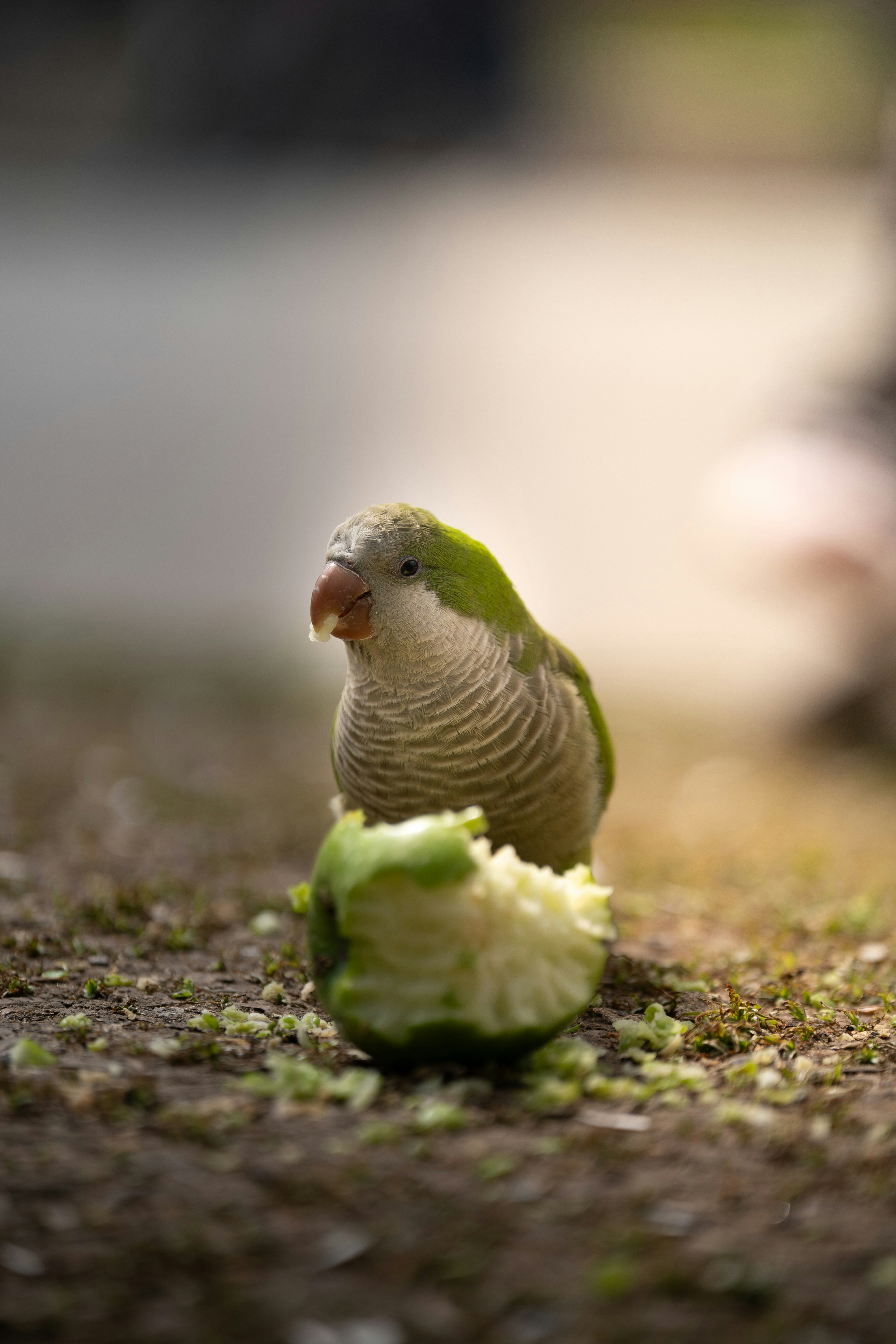 Lime Feast in the Sunlight