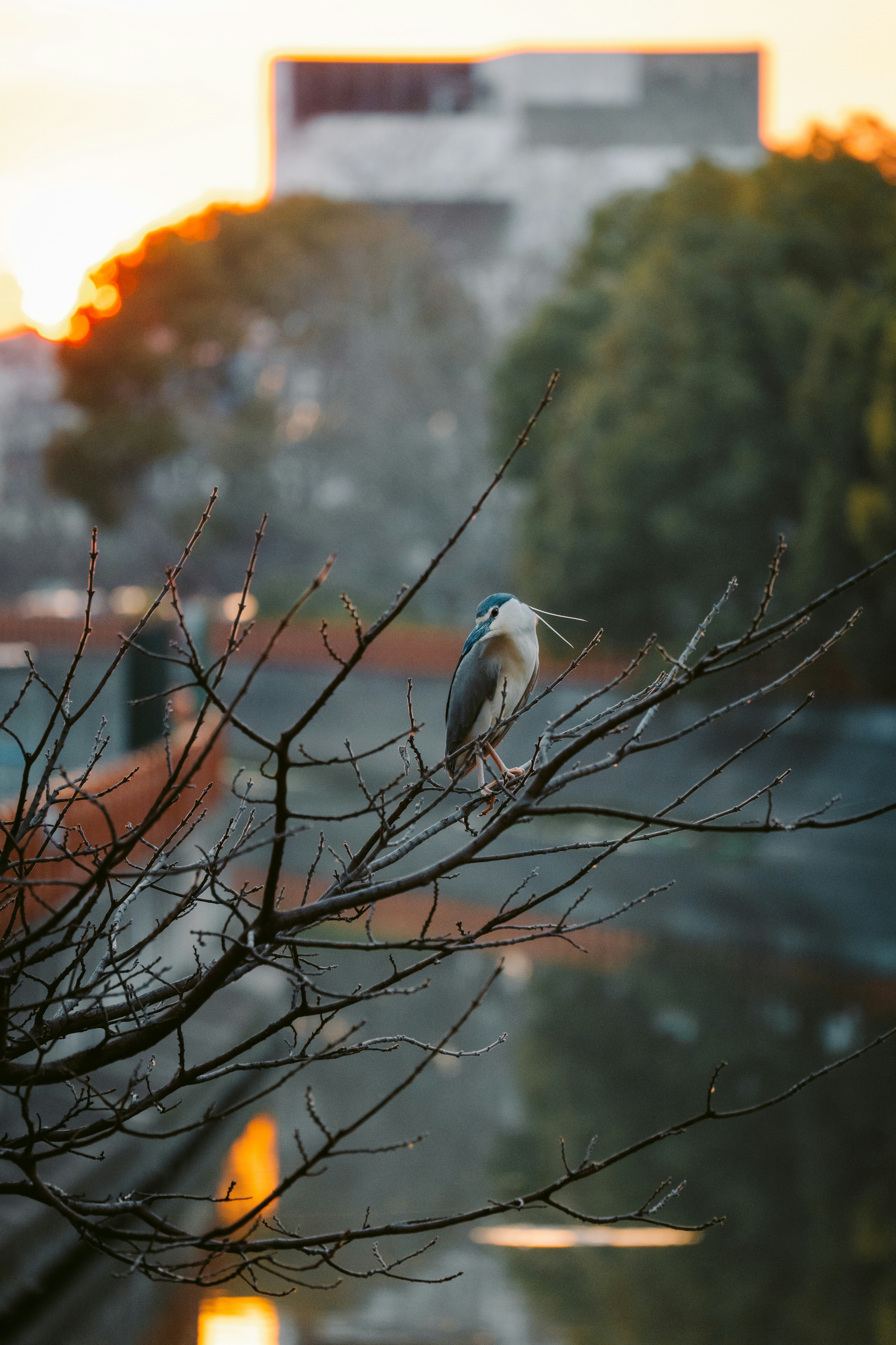 Heron perched on a bare tree branch by a reflective water surface at sunset.