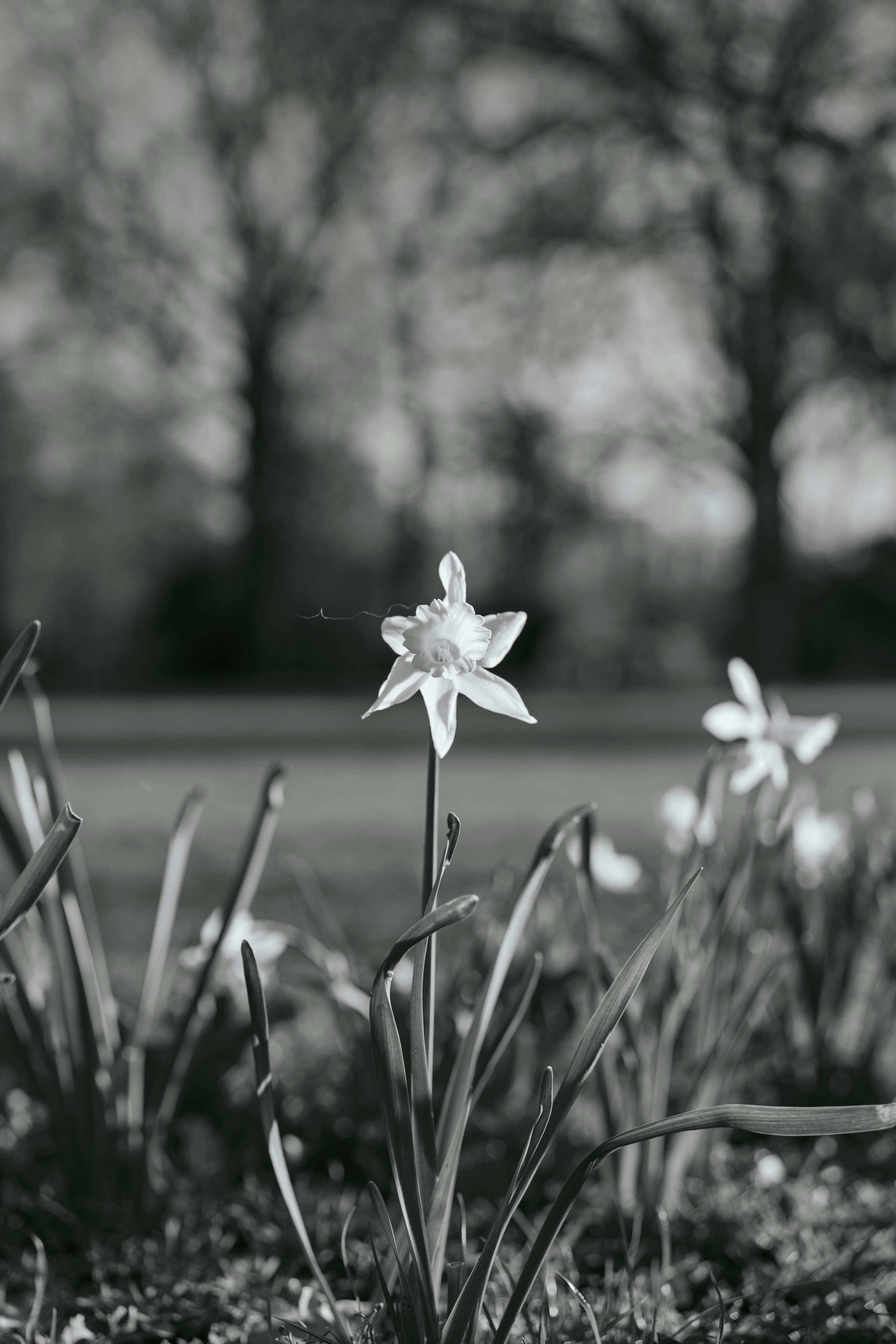 Single daffodil in focus against a blurred background of trees and grass.