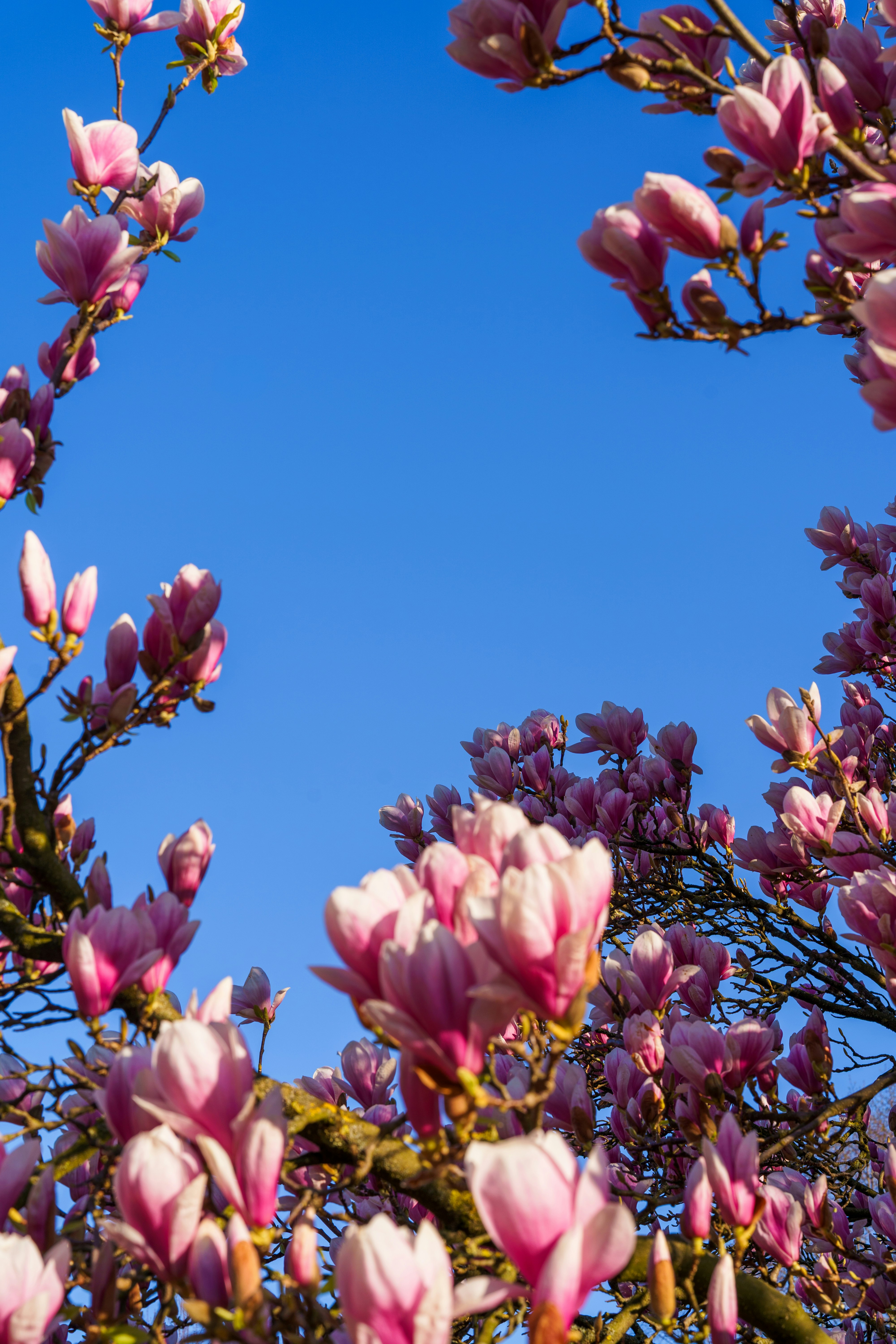 Beautiful pink magnolia blossoms frame a blue sky. photo – Free Flower ...