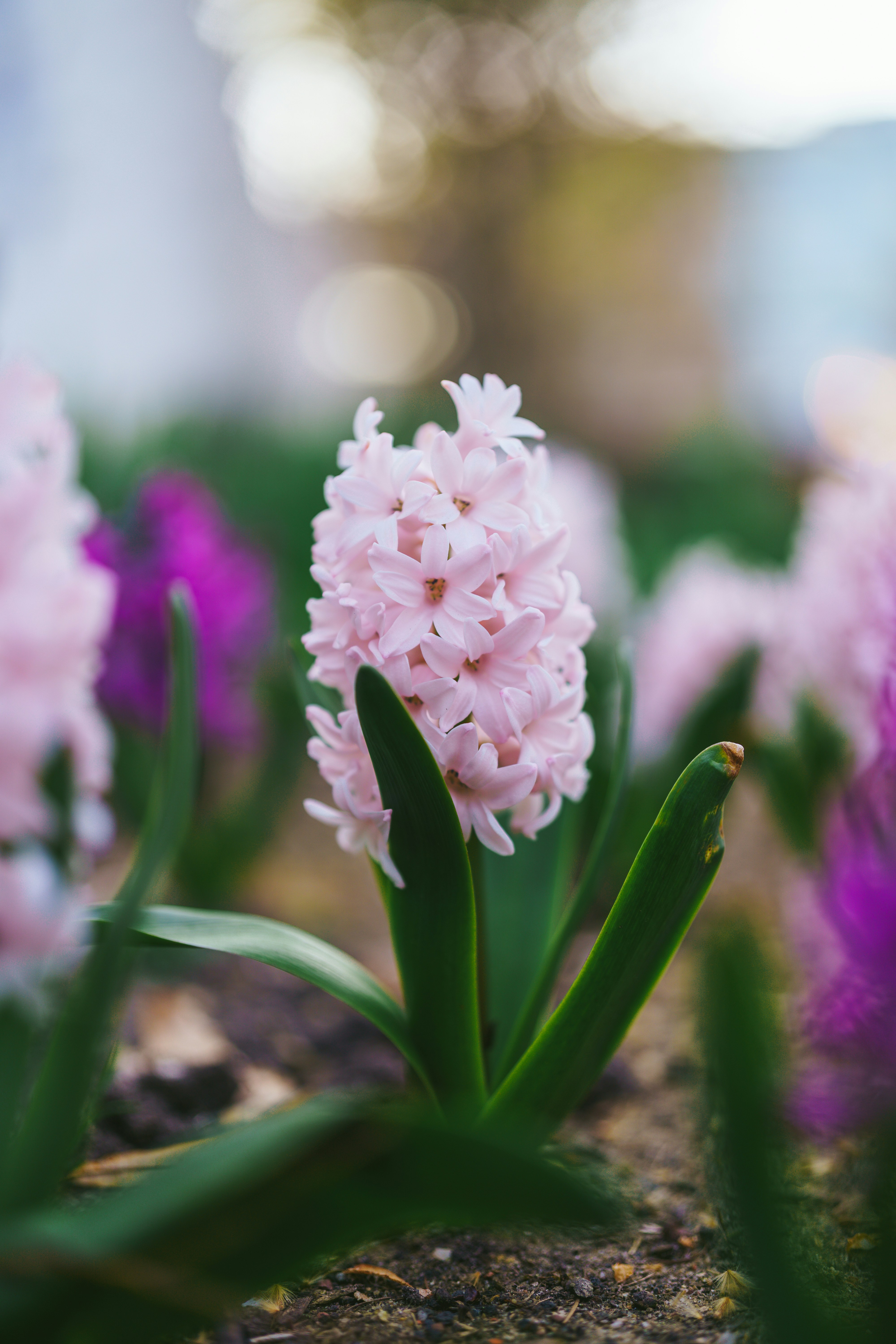 Pink hyacinth bloom surrounded by blurred purple flowers in a garden setting.