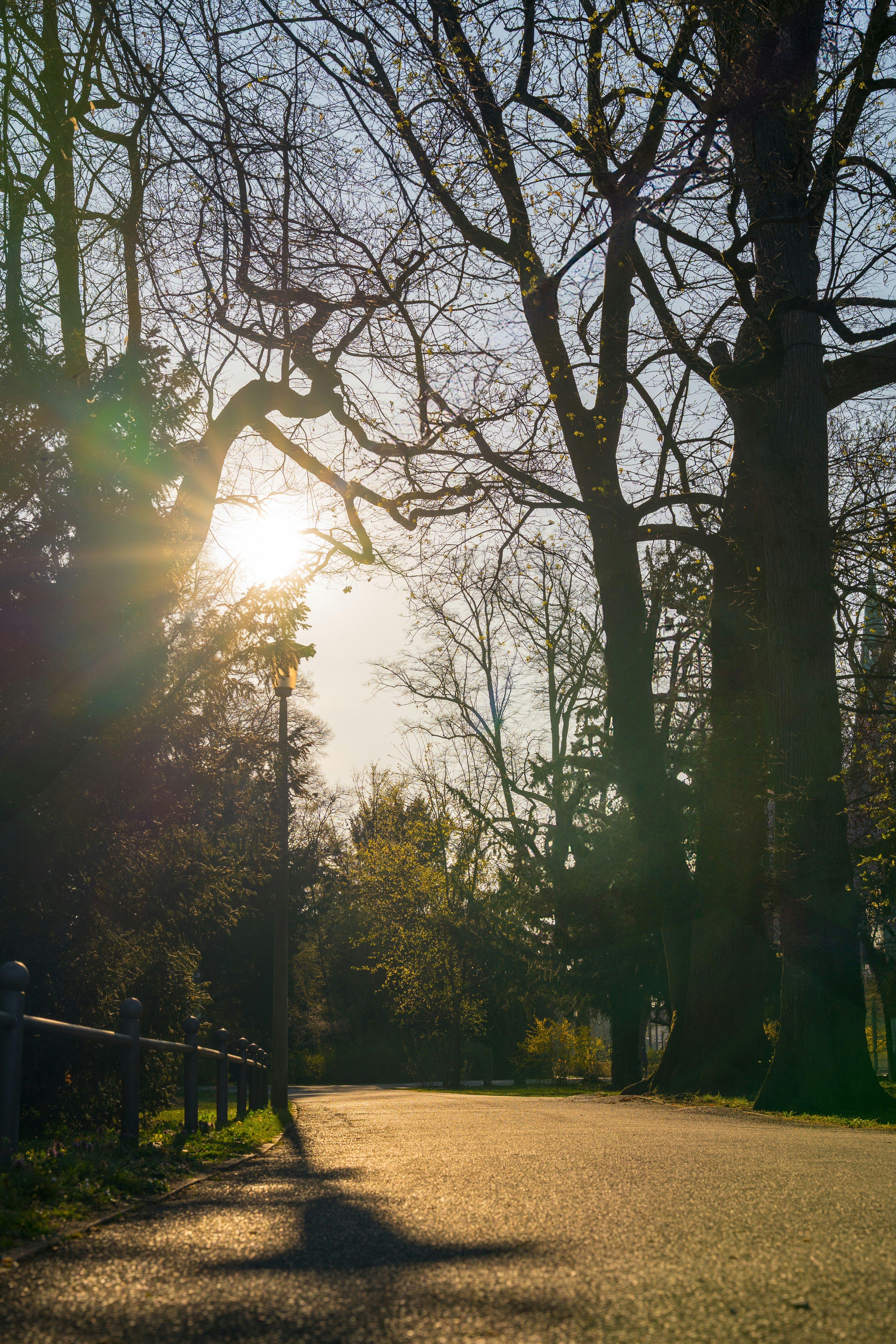 Sunlight filters through bare trees lining a tranquil park path.