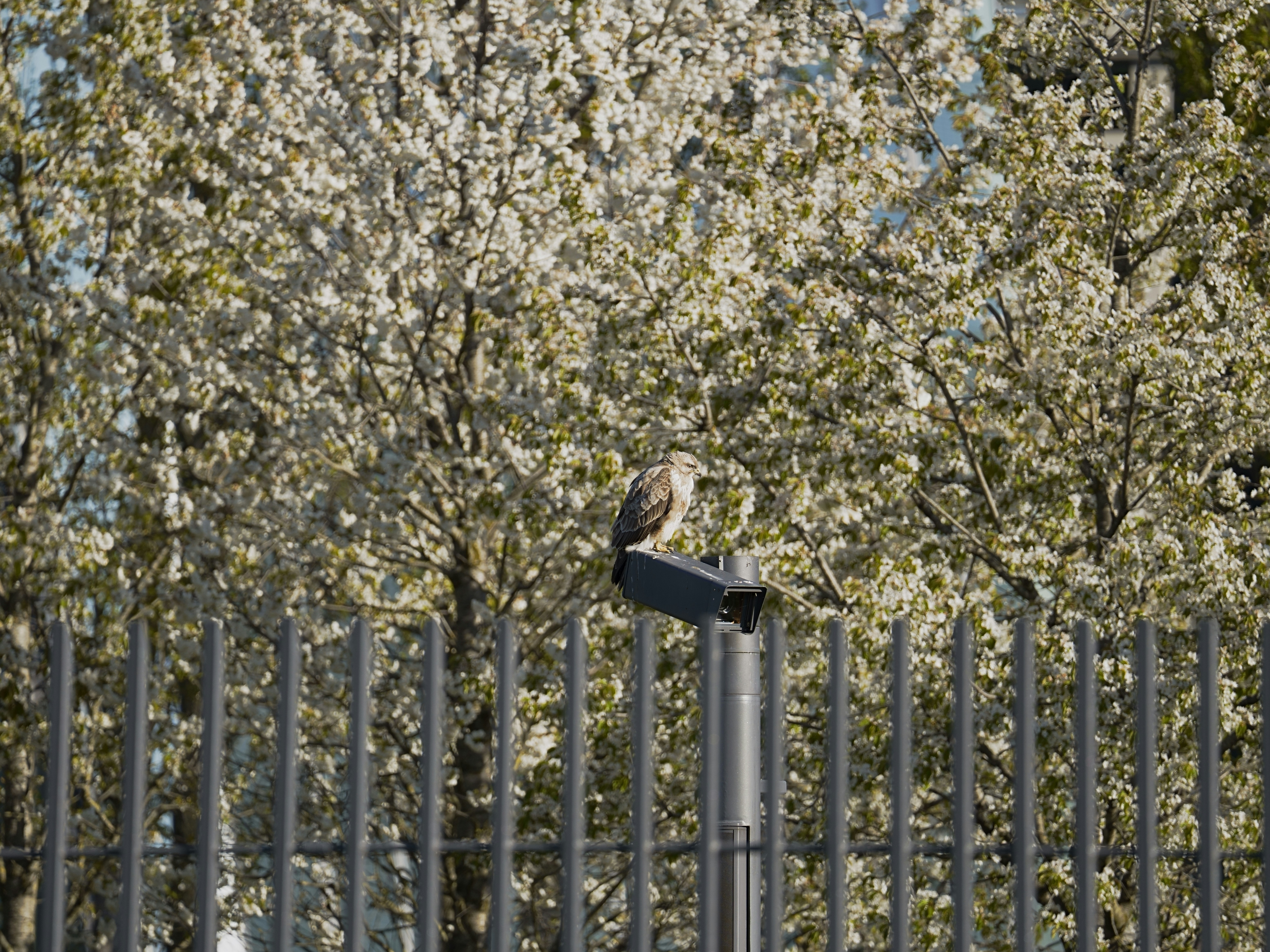 Solitary Watcher Amid Blossoms