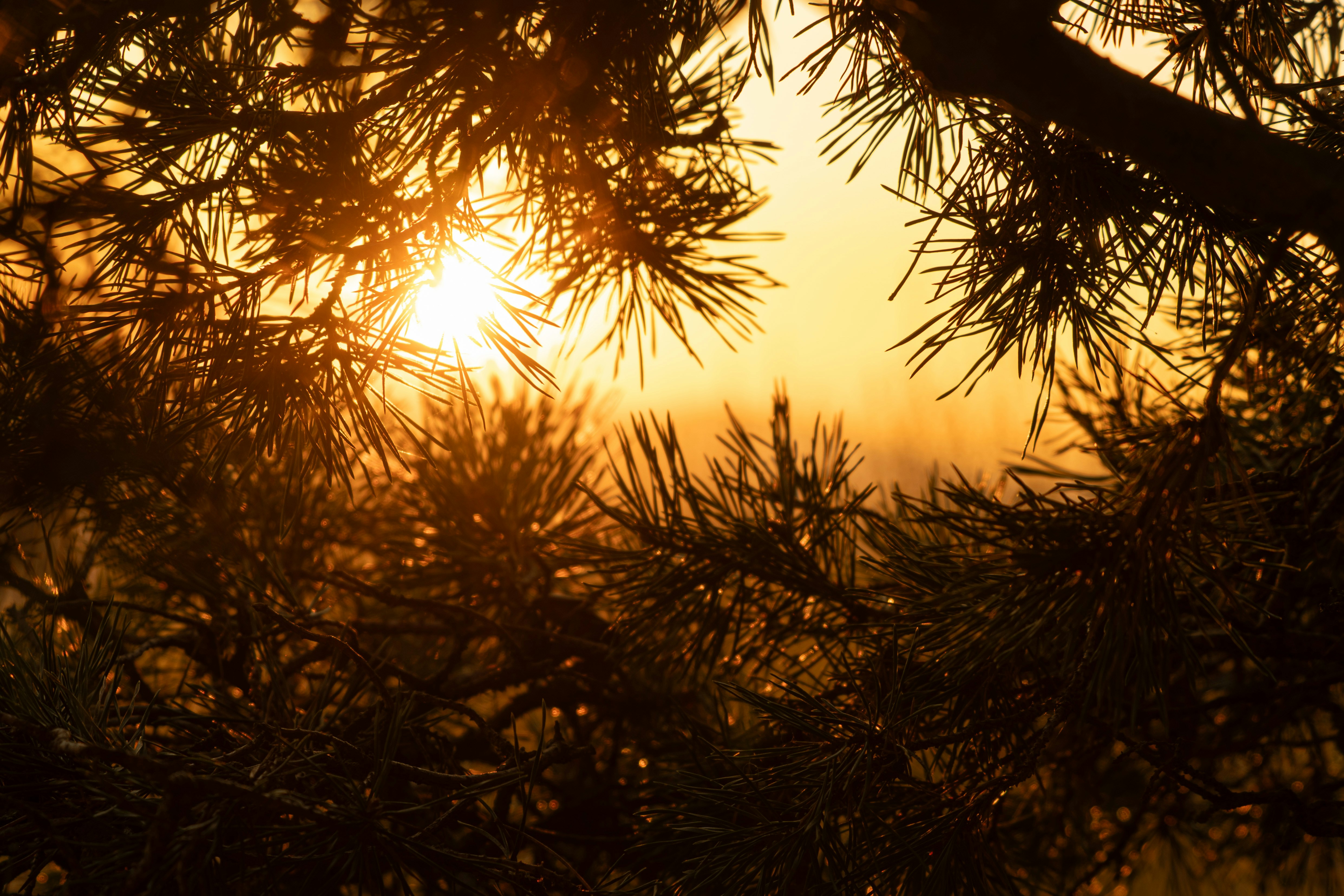 Sunset illuminating fir needles with a warm glow.