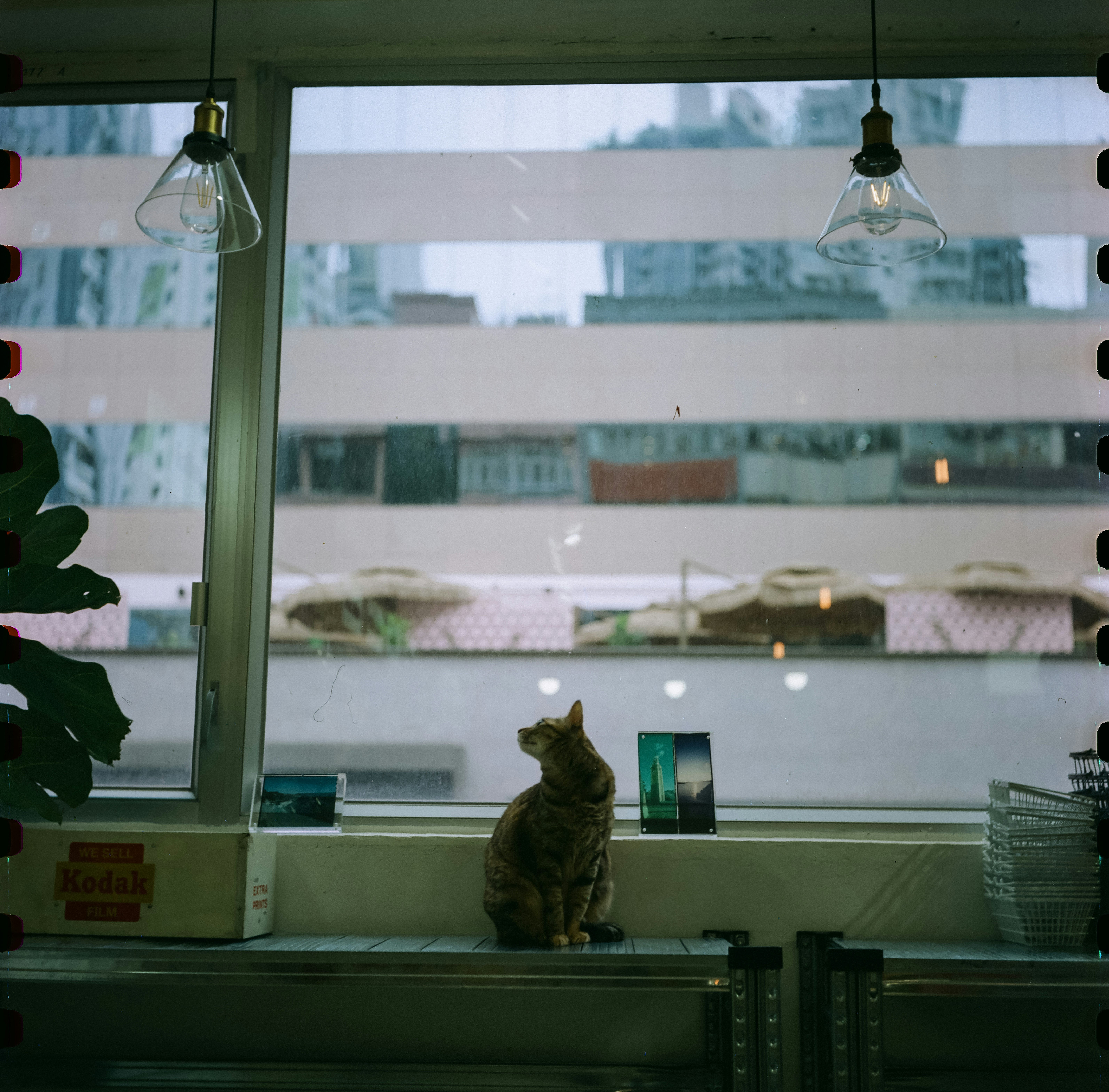 Outside the window are even taller buildings. I wonder if the cat dreams of crossing over to the other side.