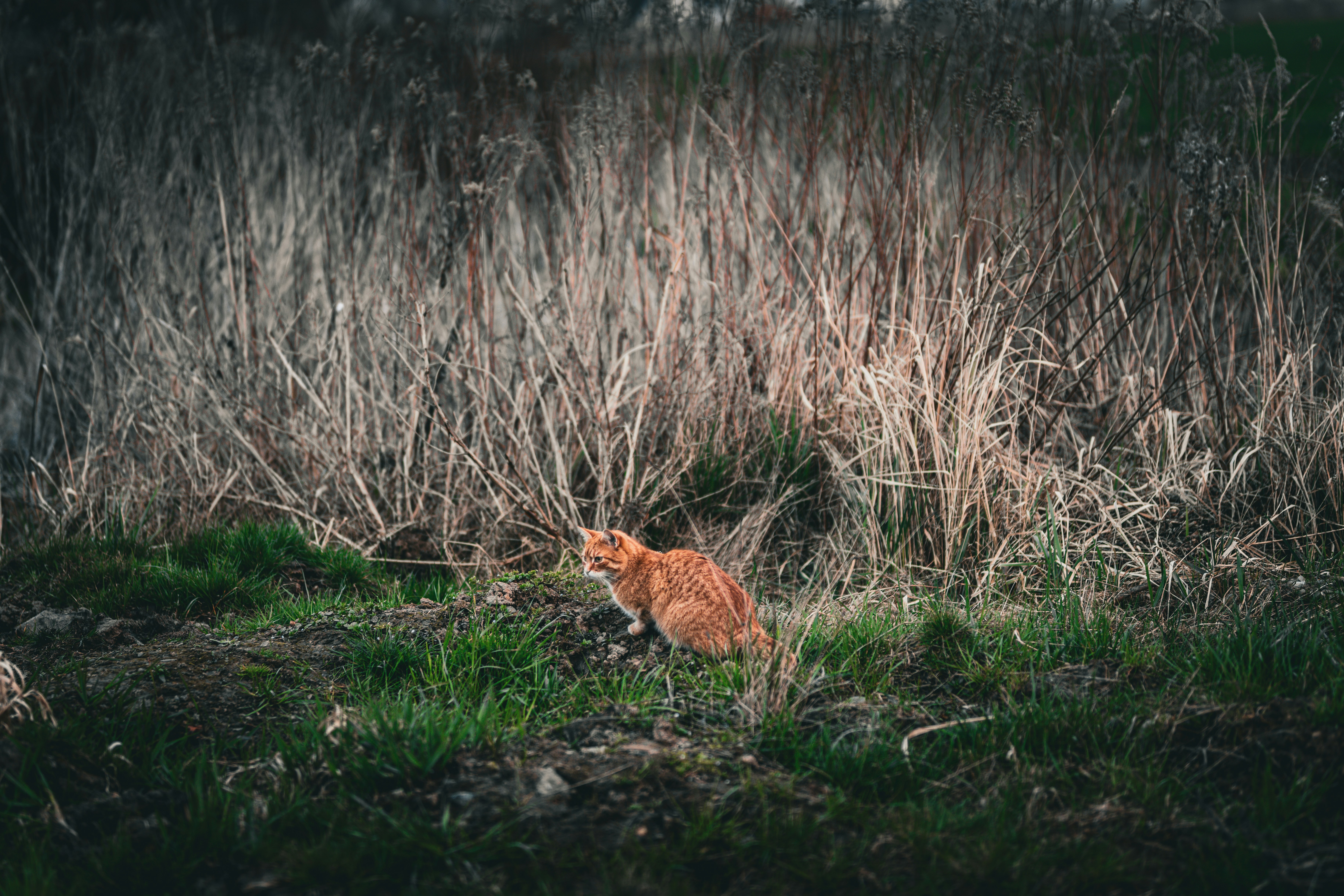 An orange cat quietly observing its surroundings amidst tall grasses and dry foliage.