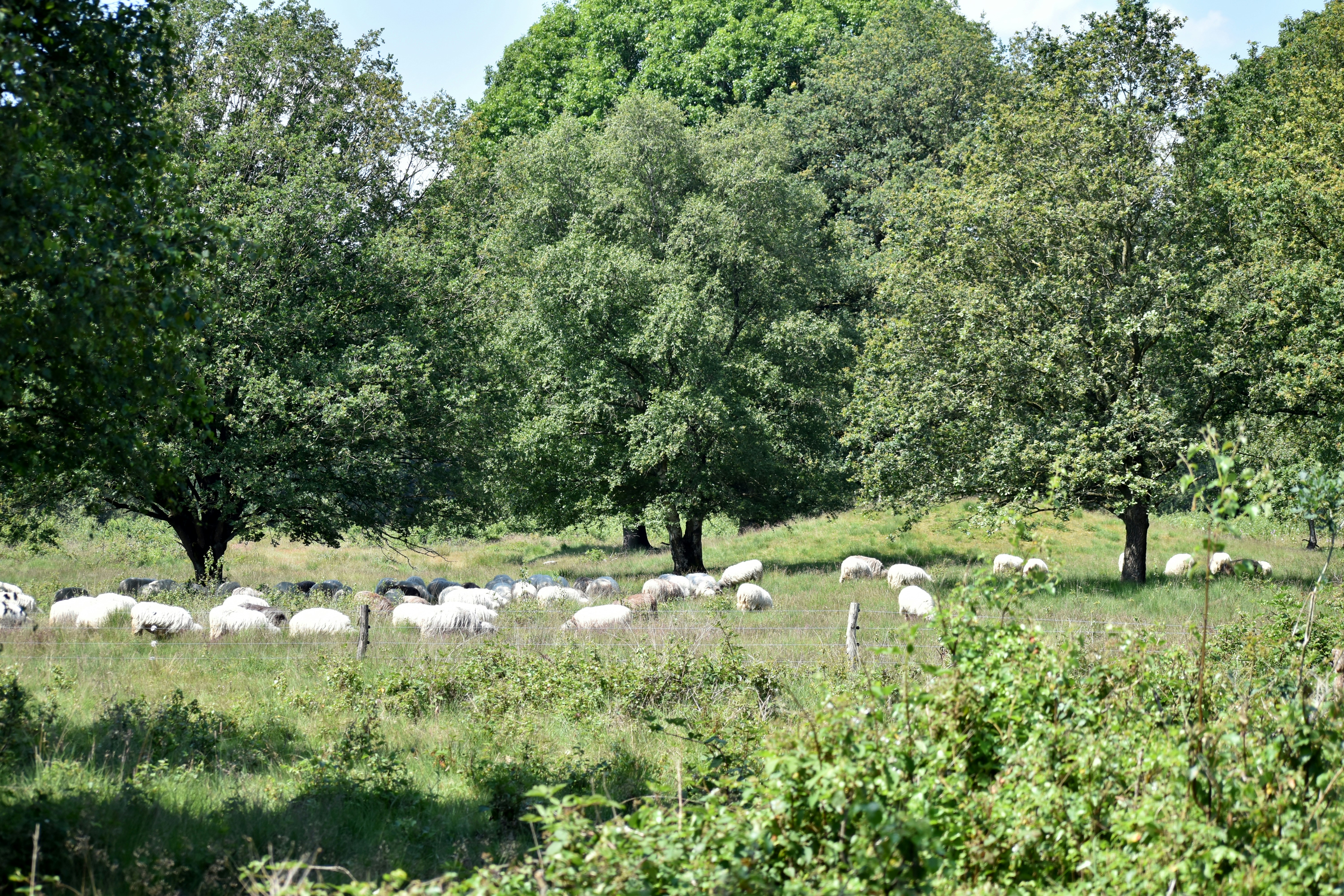 A herd of sheep in nature (Livestock - nature)Ries Bosch