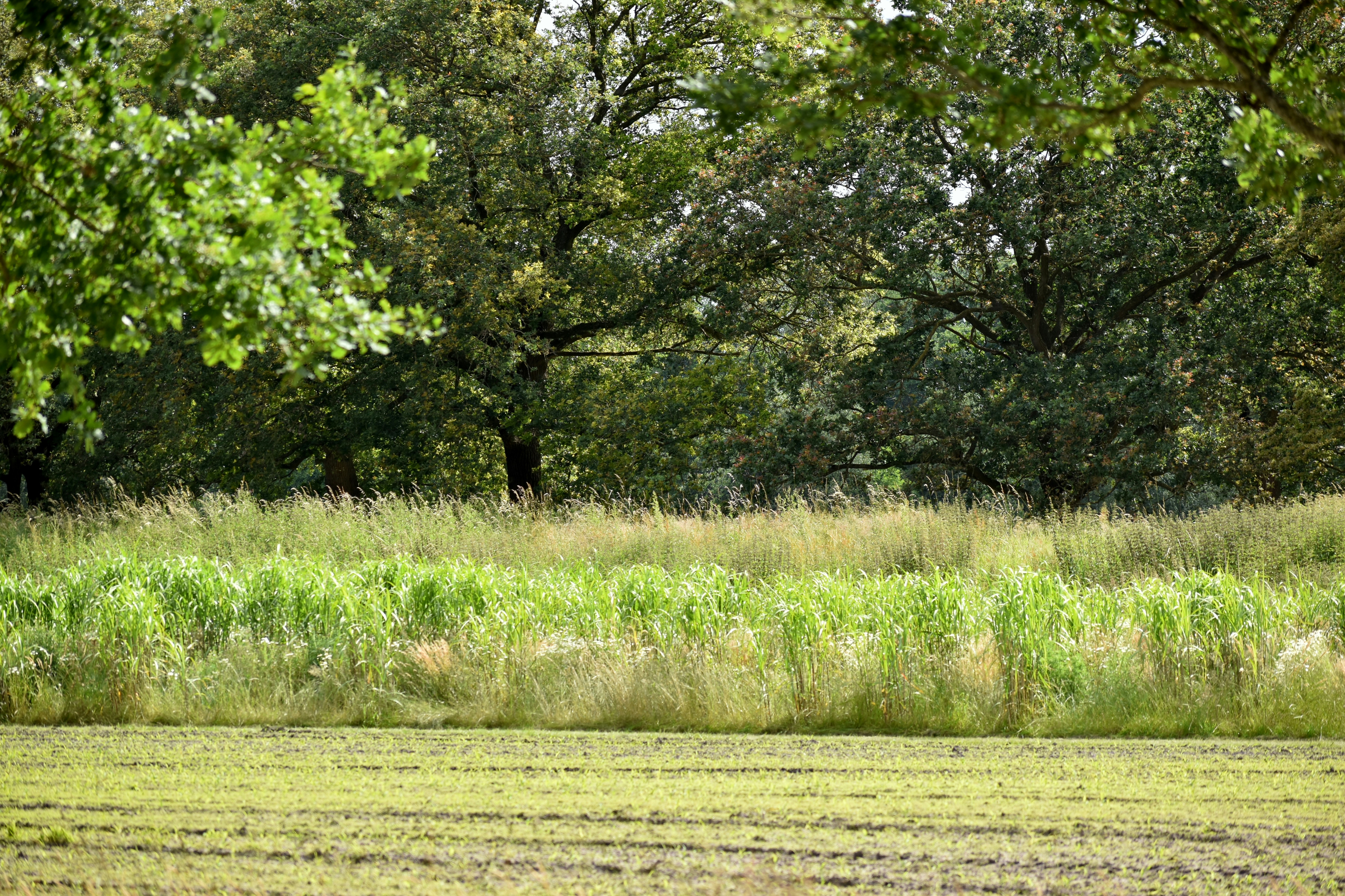 Lush green pasture bordered by tall grasses with dense trees in the background under an overcast sky.