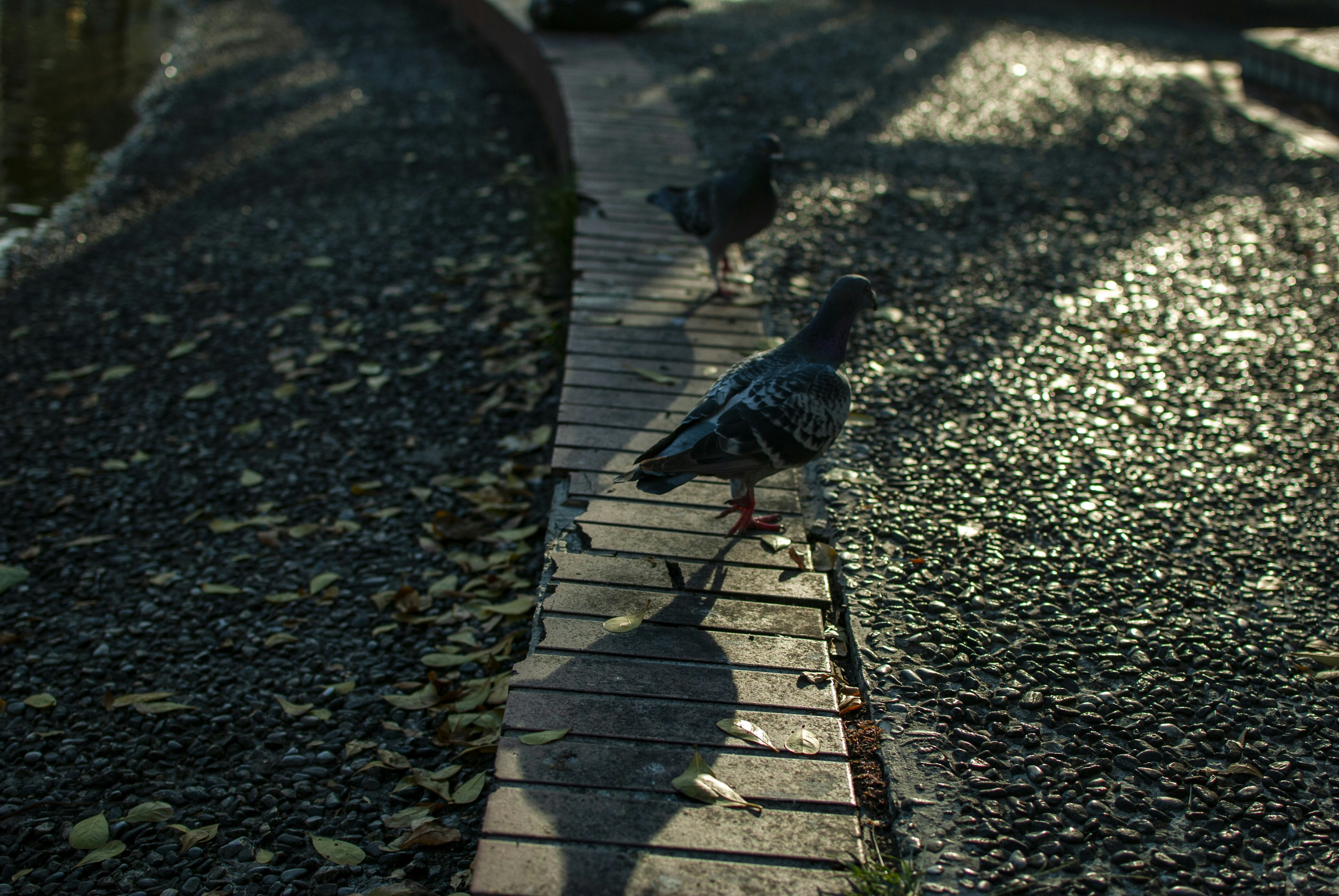 Photo by Dean Cai with Nikon D60