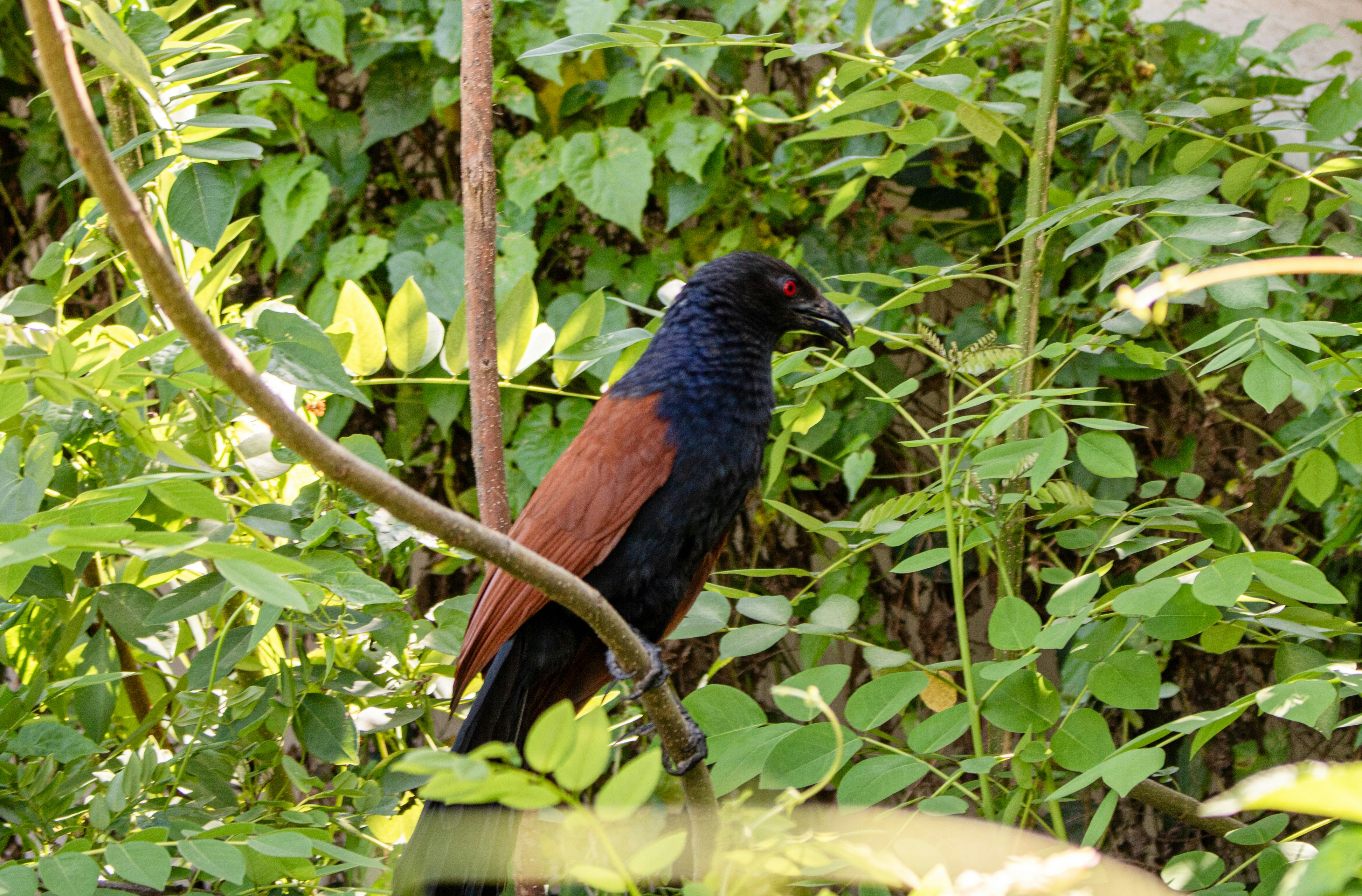 Greater Coucal perched on a branch surrounded by lush green leaves.