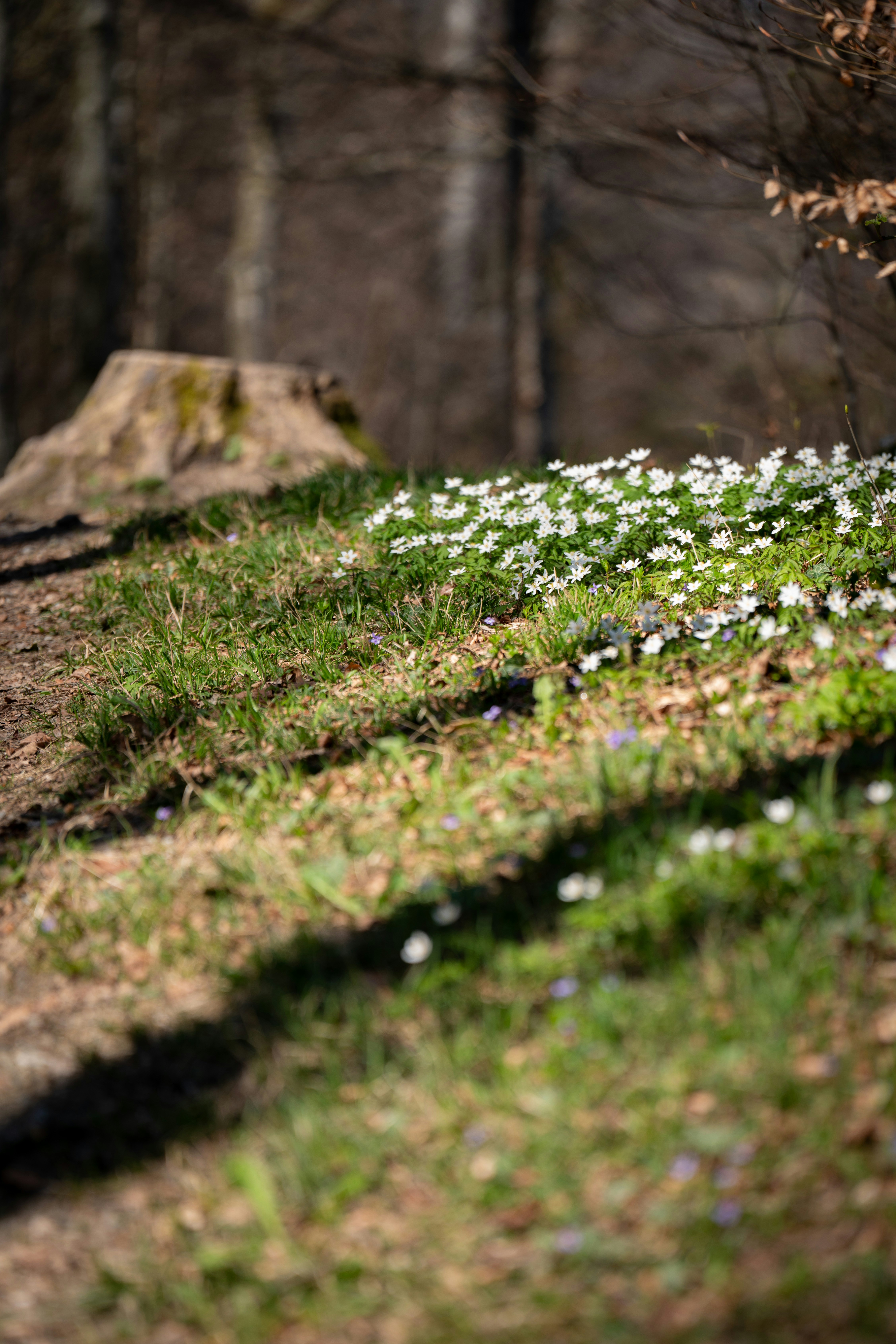 Ribbon of White Blooms in a Shadowed Forest Clearing