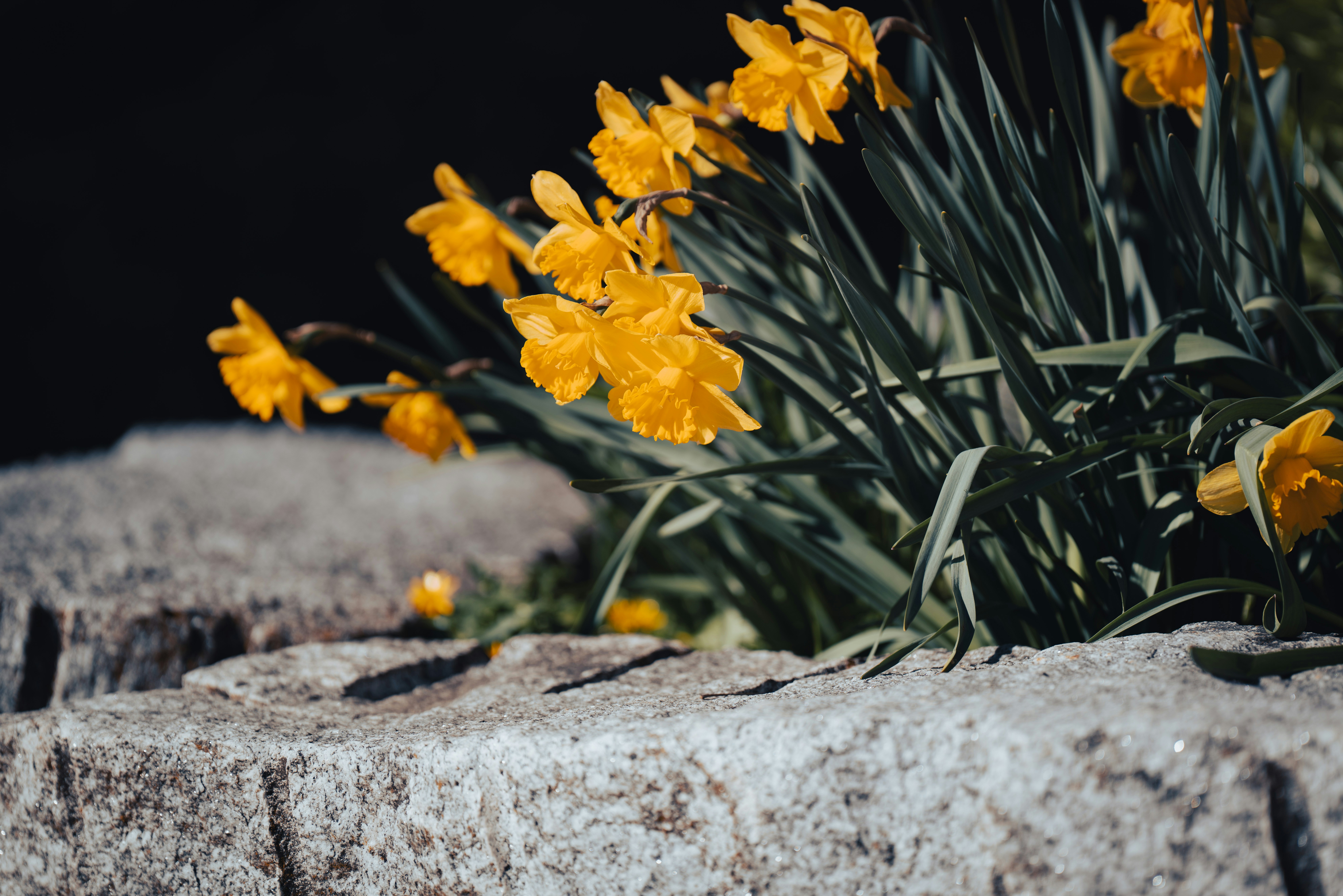 Sunlit Daffodils Framing Weathered Granite Steps