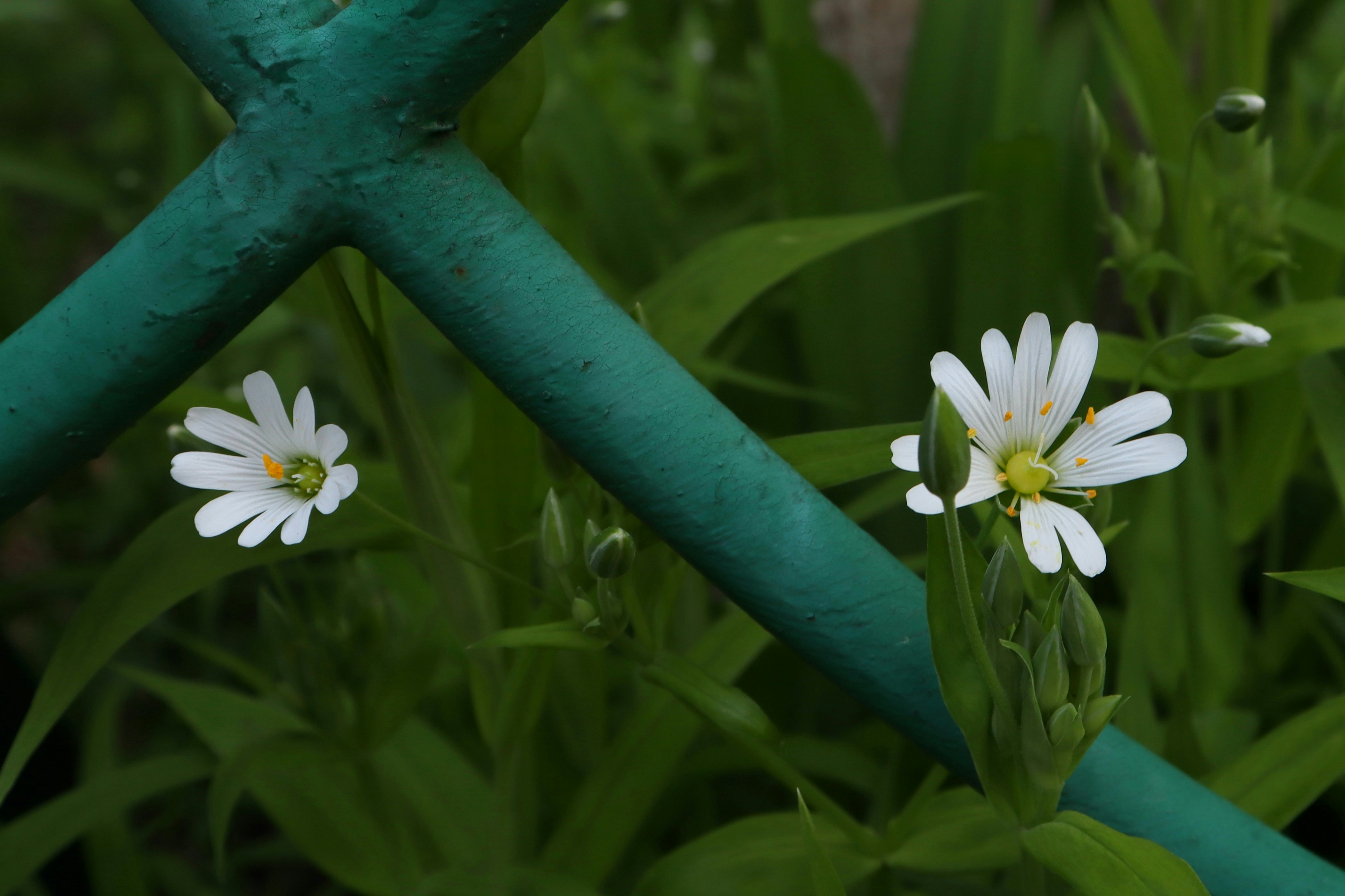Daisies at the Edge: Quiet Light on a Teal Fence