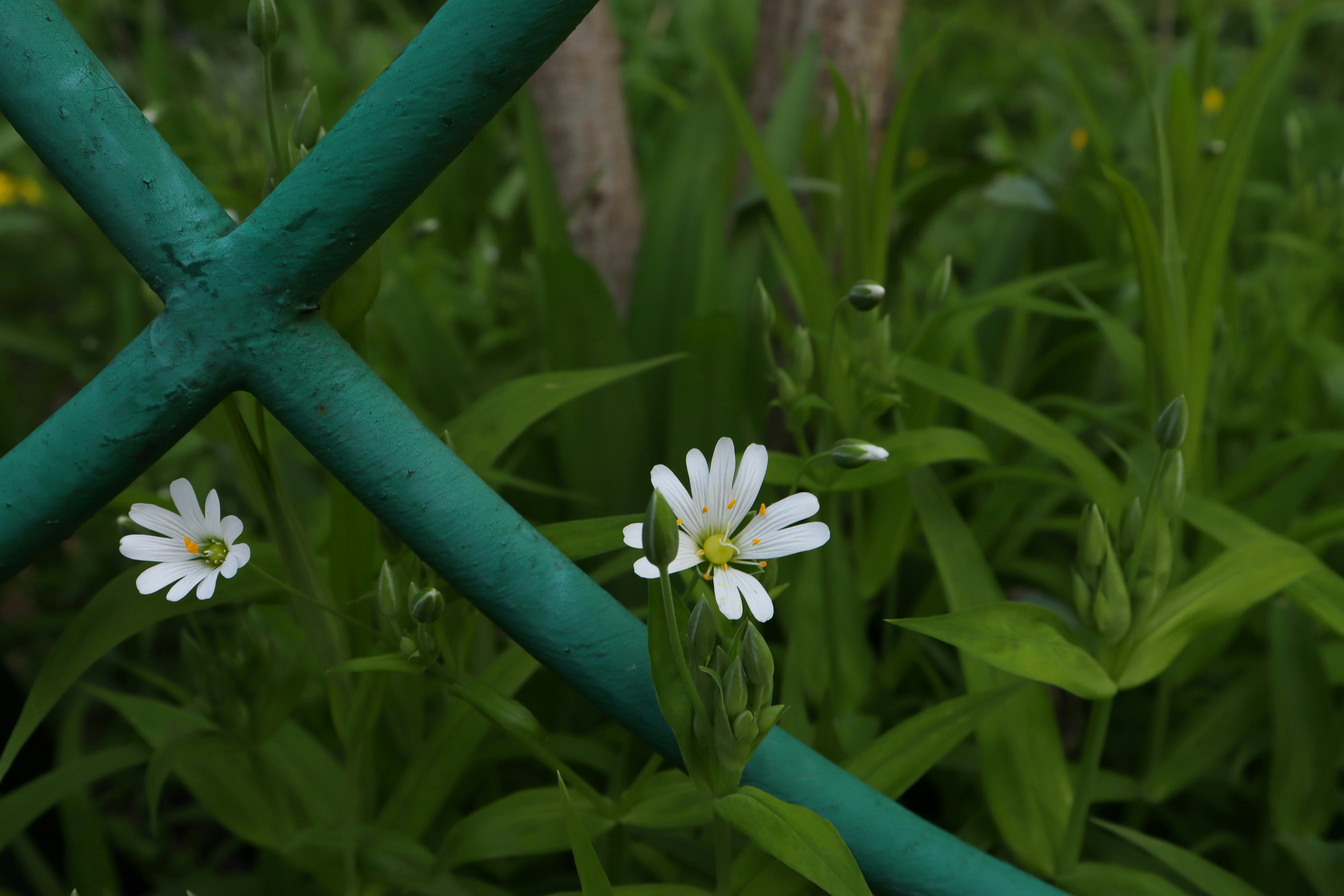 Daisies Framed by a Teal Diagonal Fence