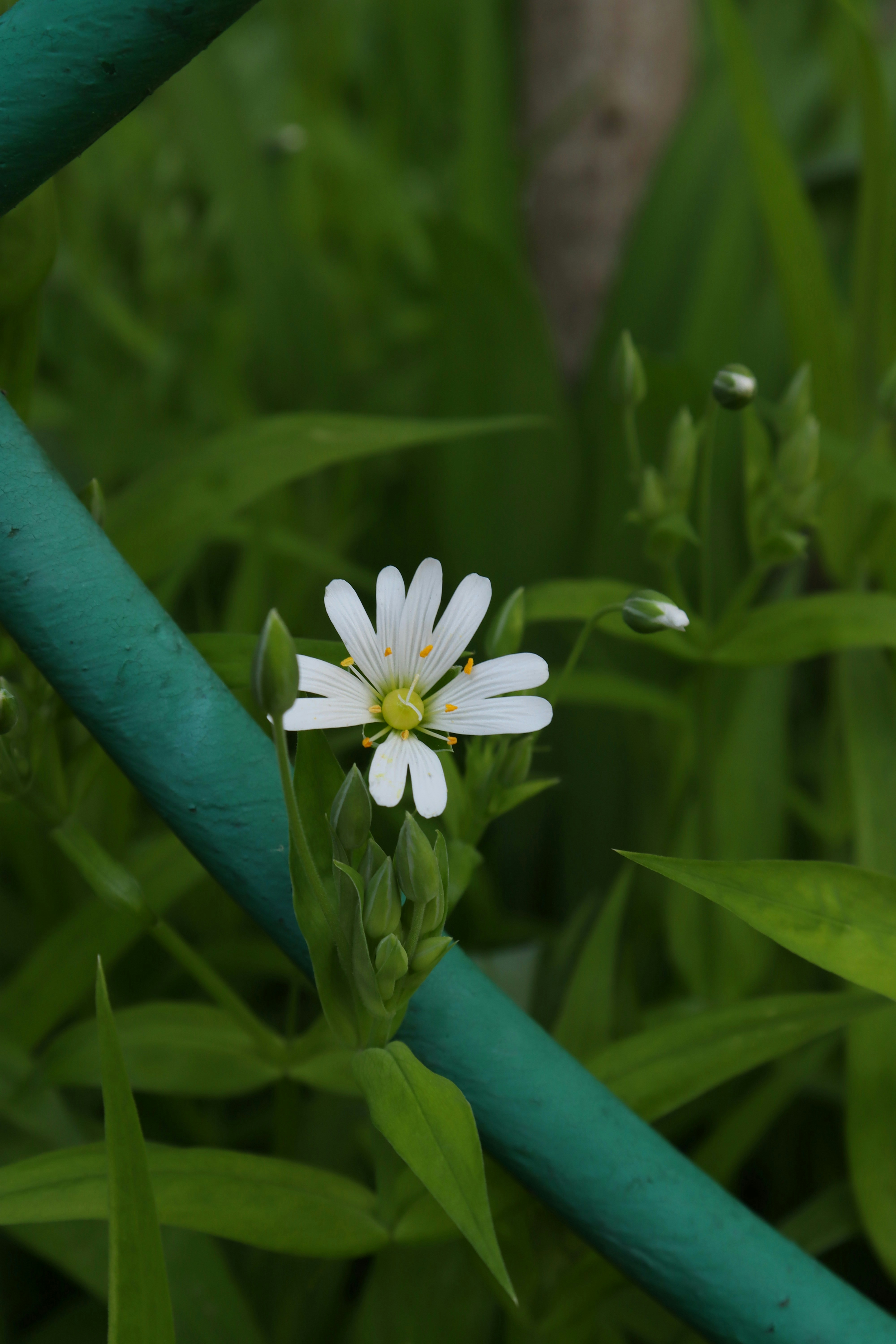 White Daisy at the Edge: A Quiet Bloom Framed by a Teal Bar