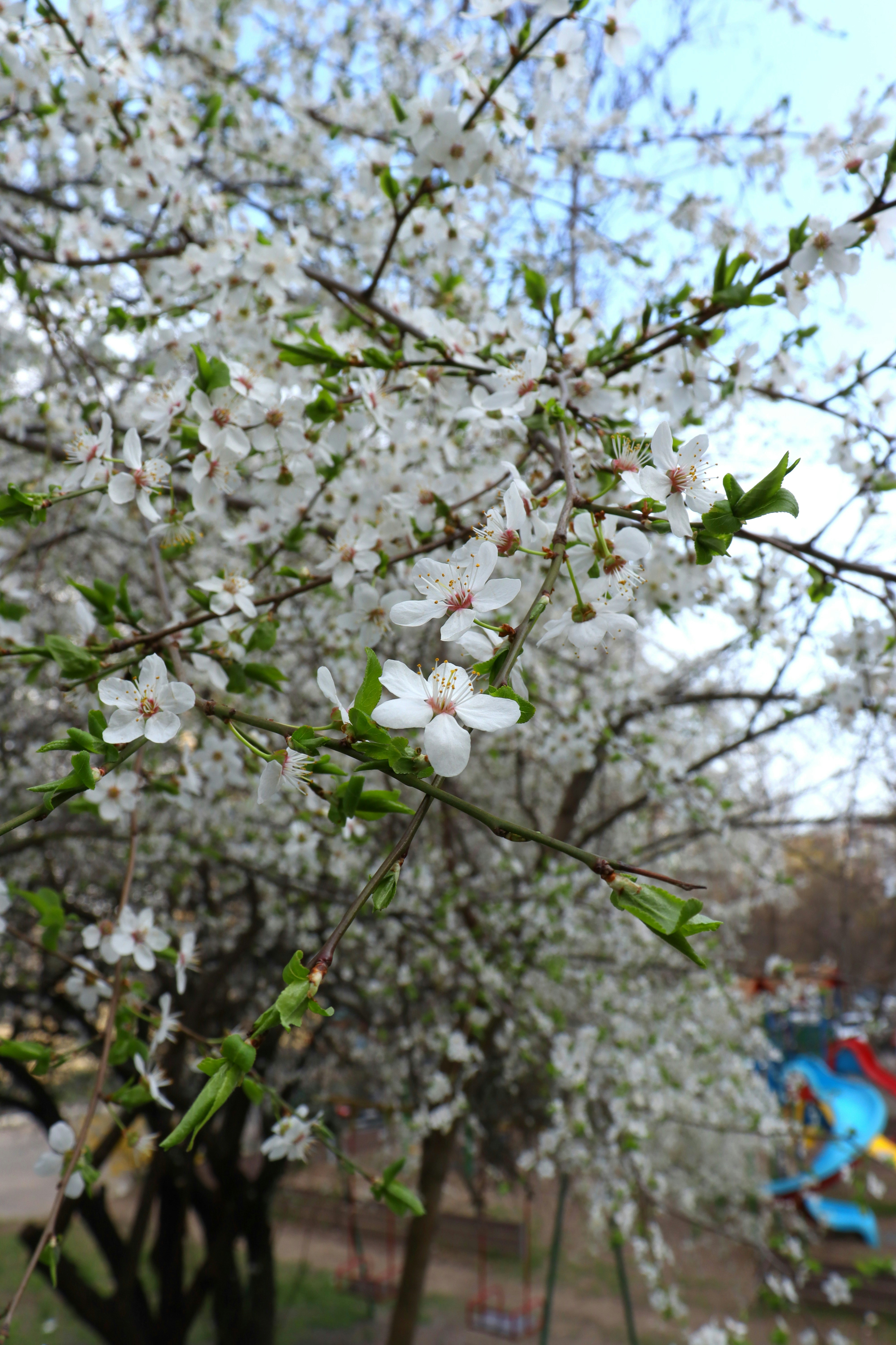 Whispers of Spring: A Blossom's Embrace