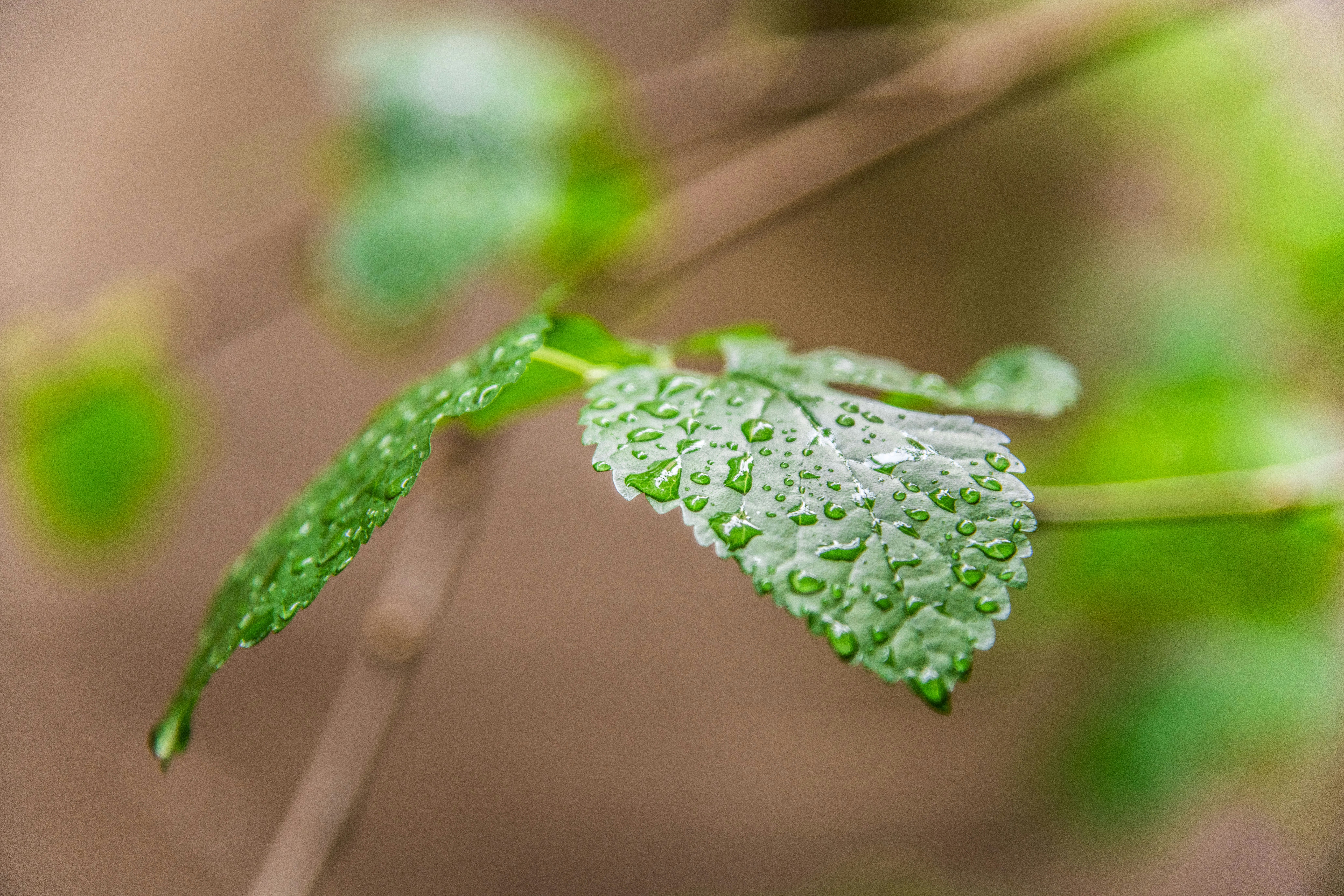 Close-up of green leaves covered in water droplets on a blurred background.