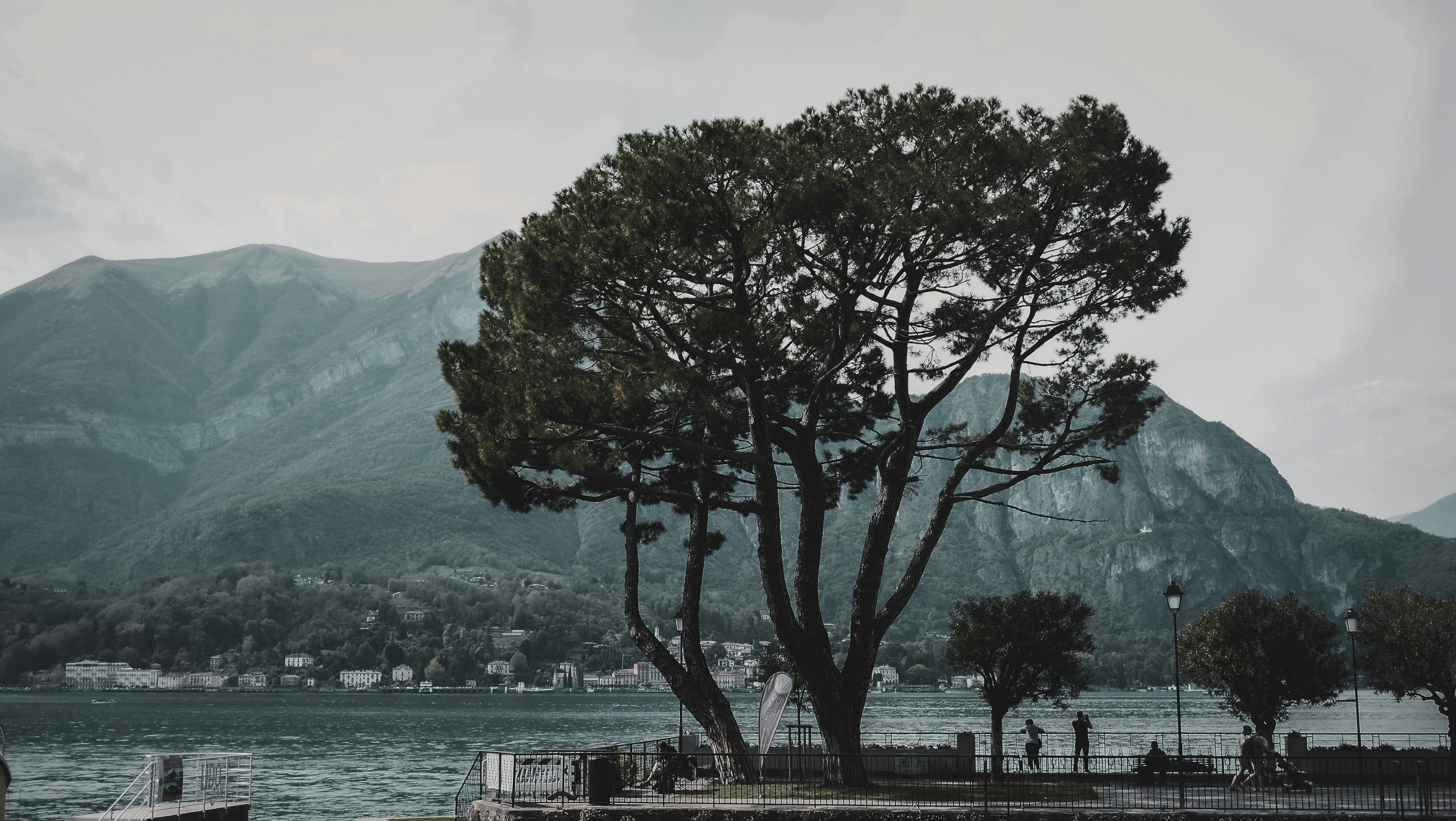 View from the Land on Lake Como | A tree stands by the water with mountain views.