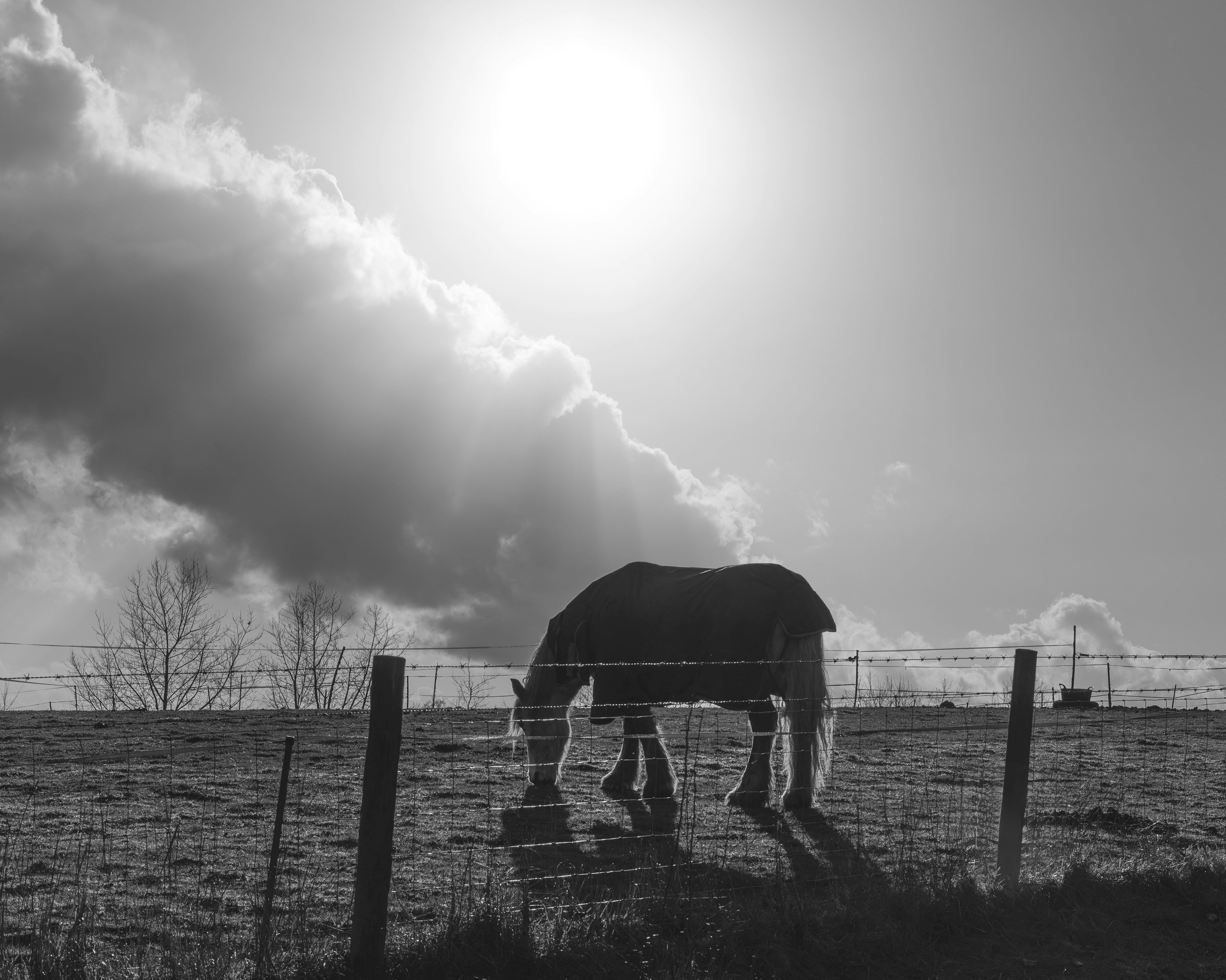 Silhouette of a horse grazing in a sunlit pasture, with dramatic clouds rolling across the sky.