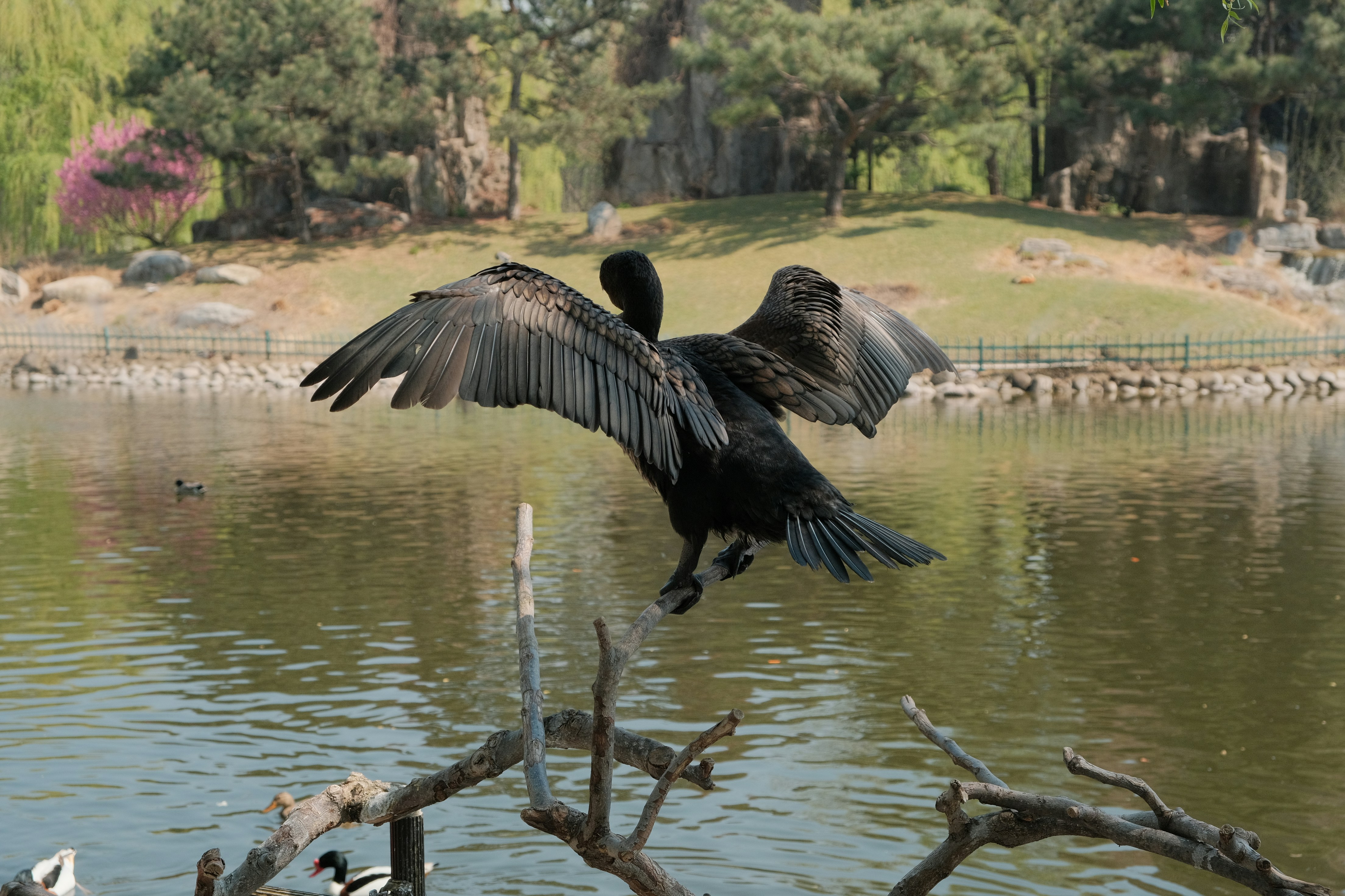 Wingbeat Pause: A Black Waterbird Lands on Driftwood by a Tranquil Pond