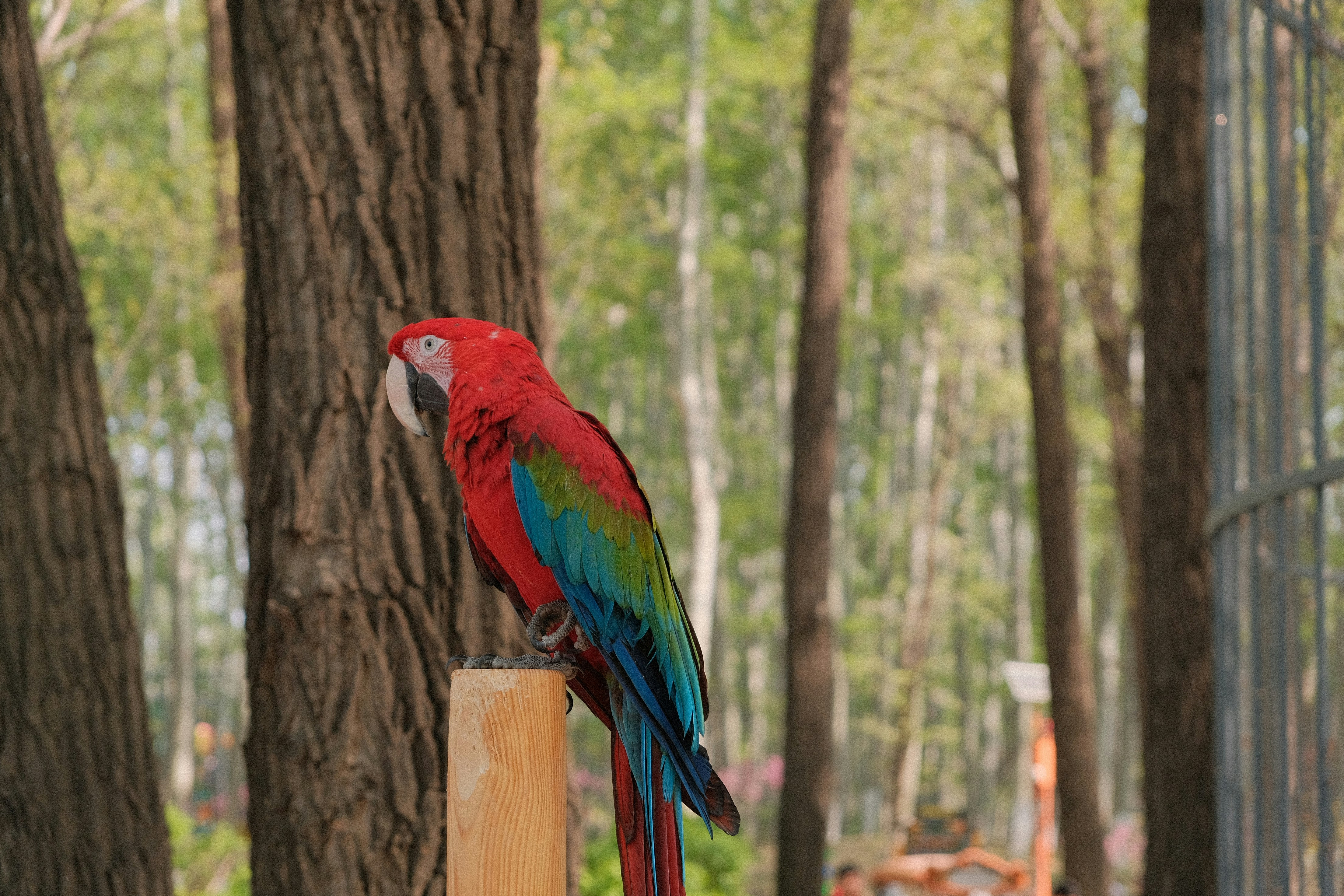 Scarlet macaw perched on a wooden post in a forest setting.