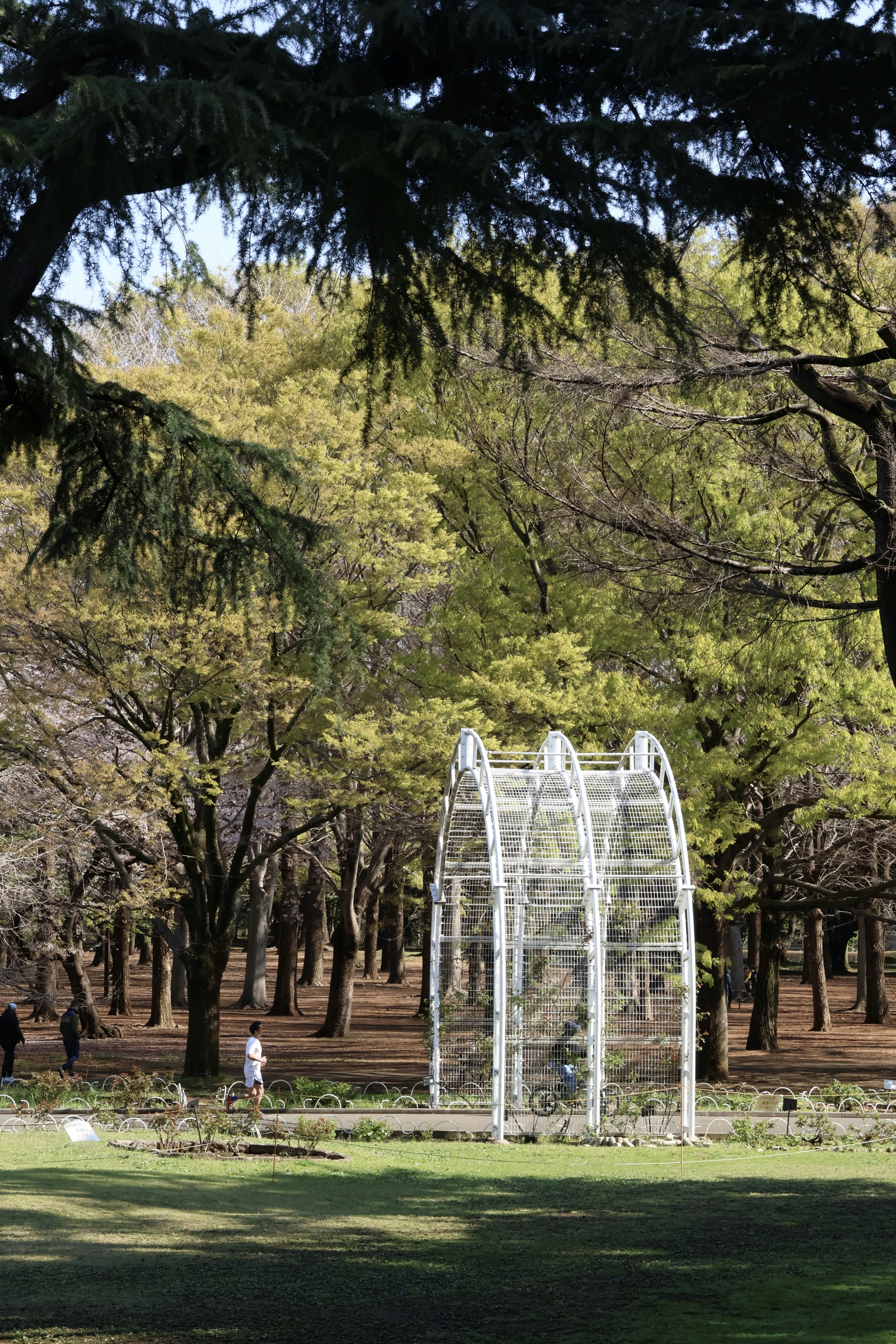 Glass structure amidst tall trees in a sunlit park.