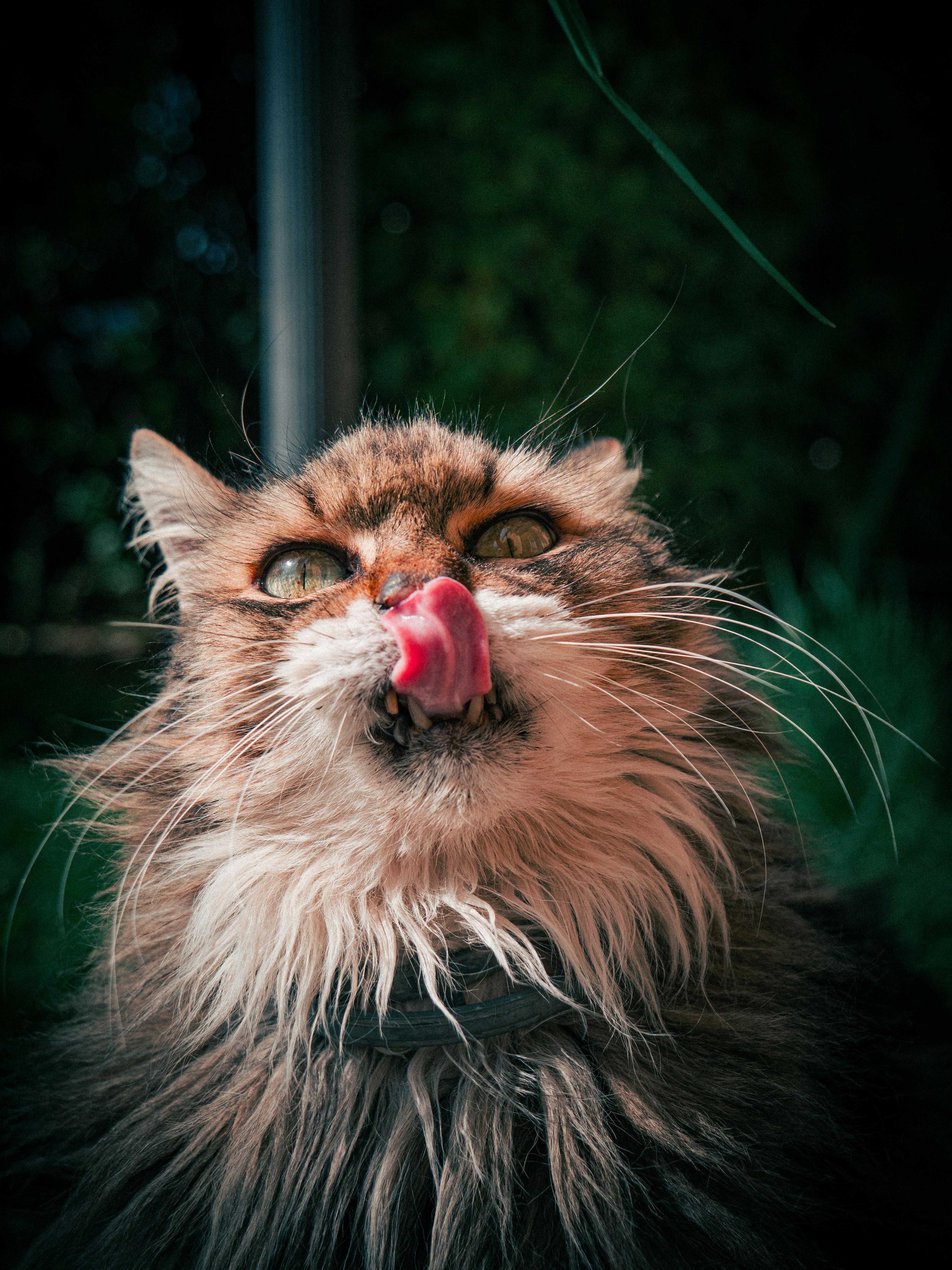 Close-Up of a Cat Licking Its Muzzle Under Dappled Outdoor Light