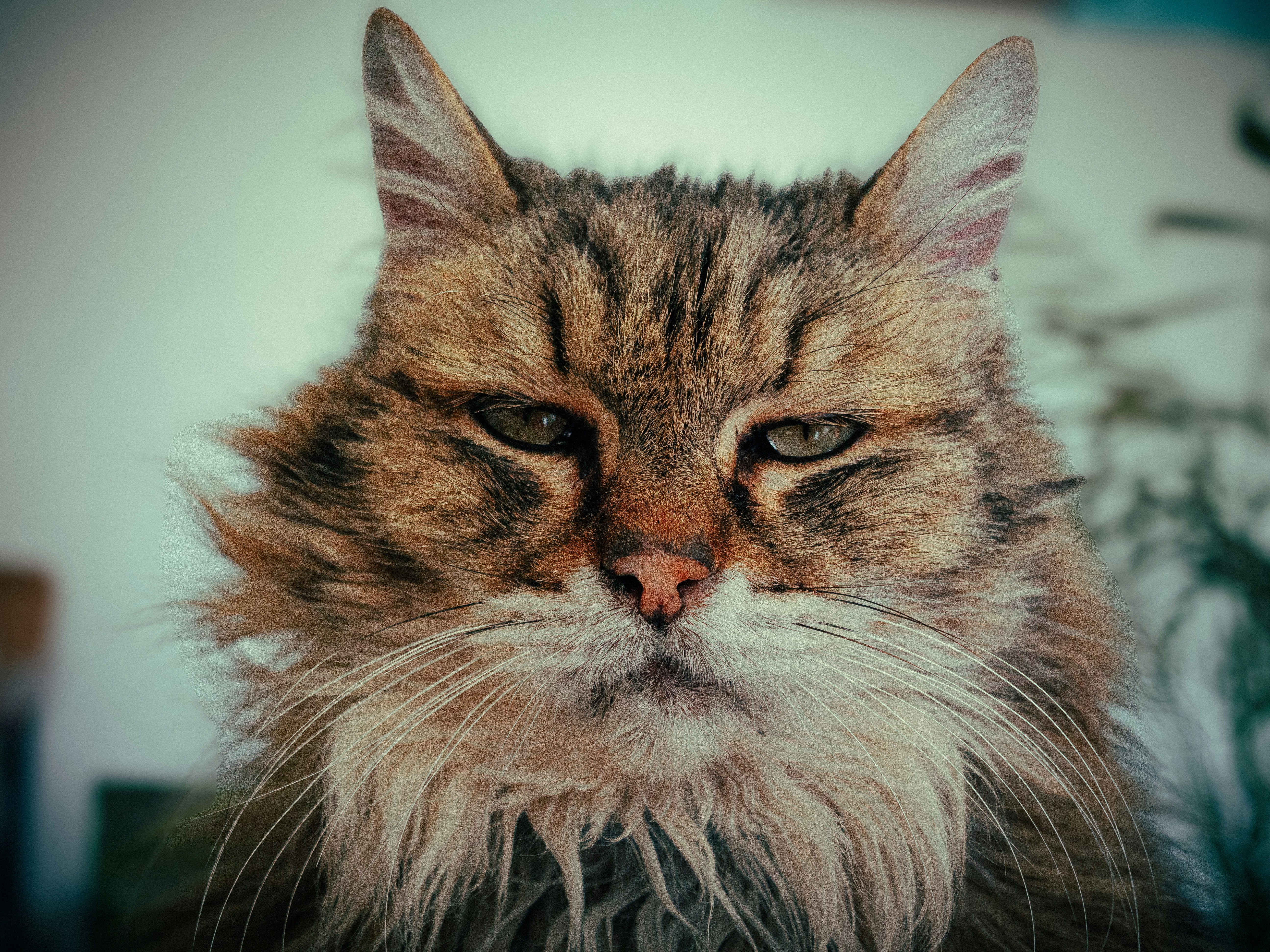 A fluffy cat gives a stern look. photo – Free Cat Image on Unsplash