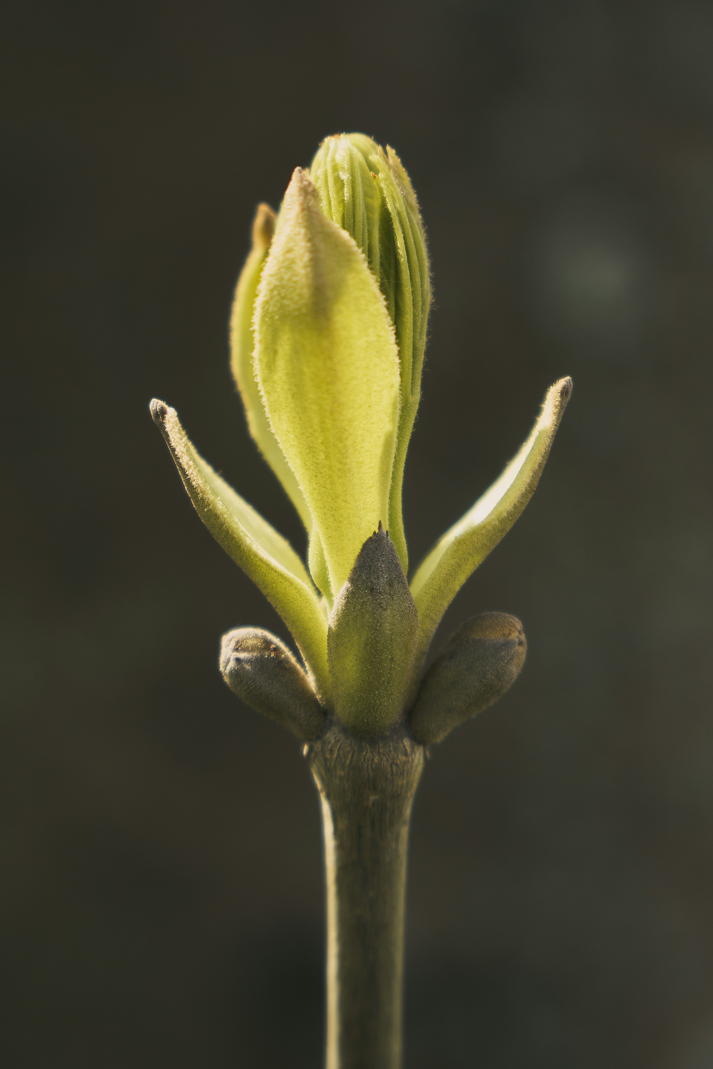 New Blossom Emerging: A Bud poised for Growth