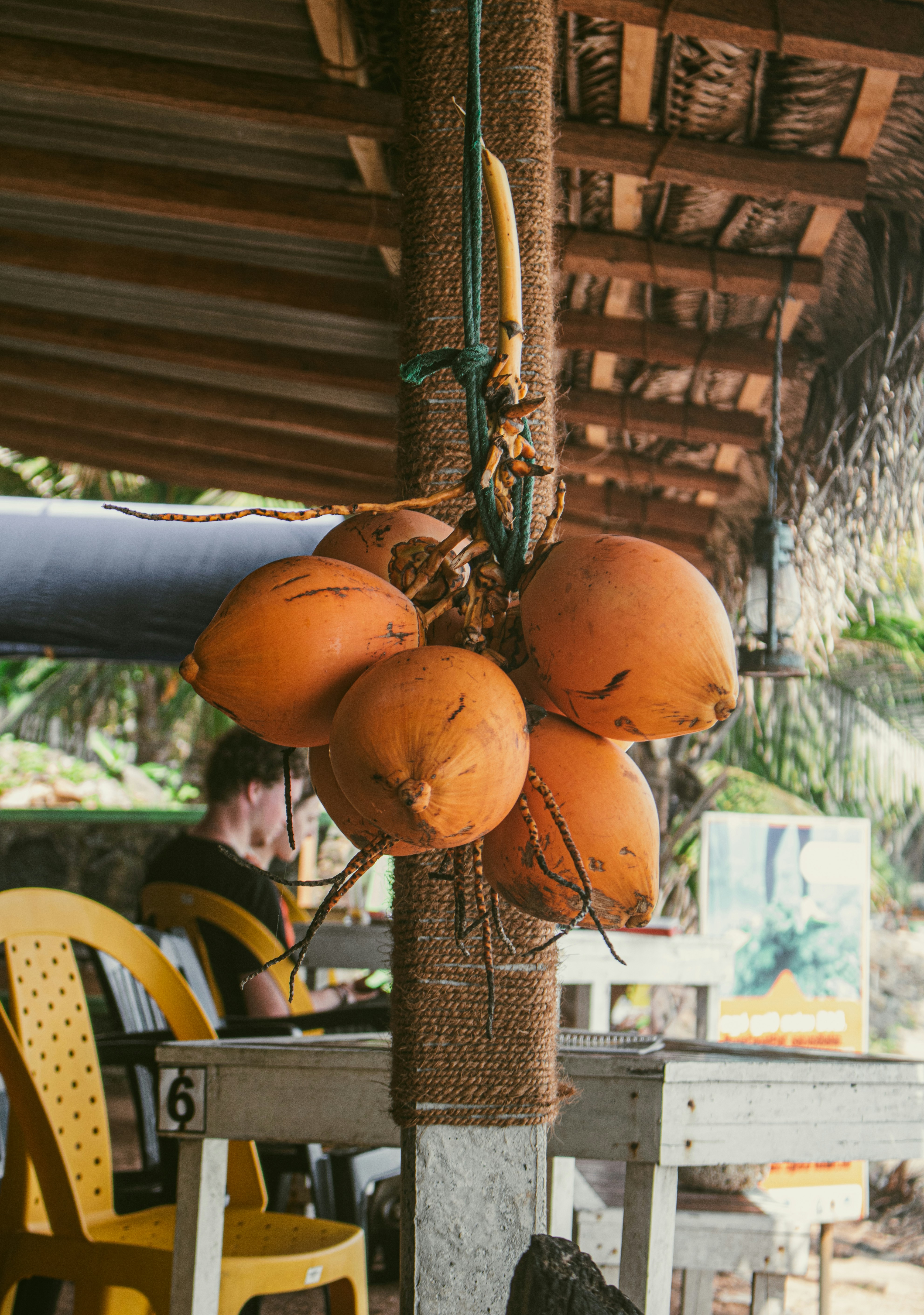 Native to Sri Lanka, the King coconut (Cocos nucifera var. aurantiaca) is locally called Thæmbili (Sinhala: තැඹිලි; Tamil: தெம்பிளி) and is also found in parts of India and Indonesia. This variety is valued for containing less sugar than typical coconuts. The tree itself is shorter than other coconut palms and commonly grows wild throughout Sri Lanka.