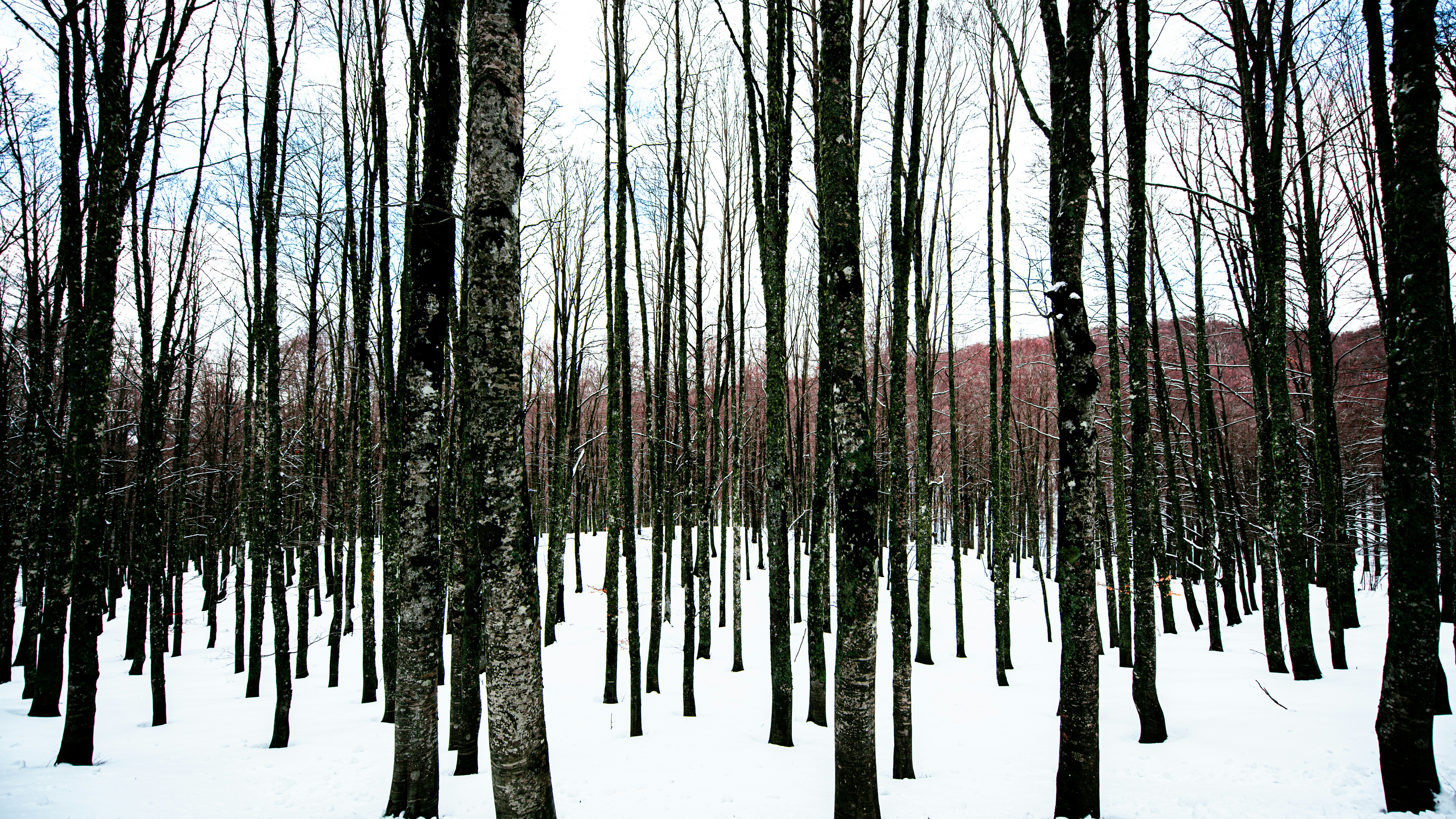 Symphony of Birch in Winter Silence