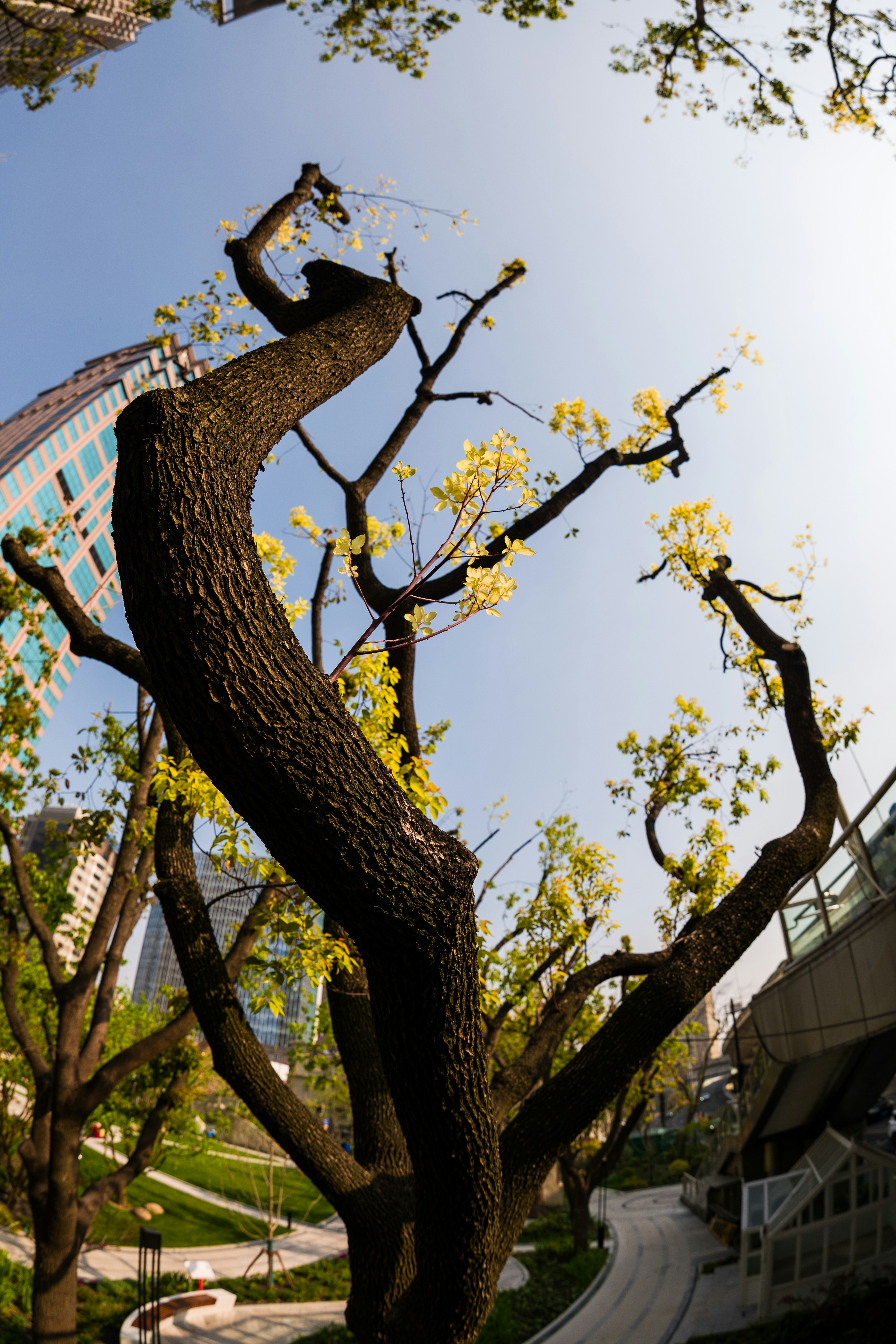 Urban Arbor Twist