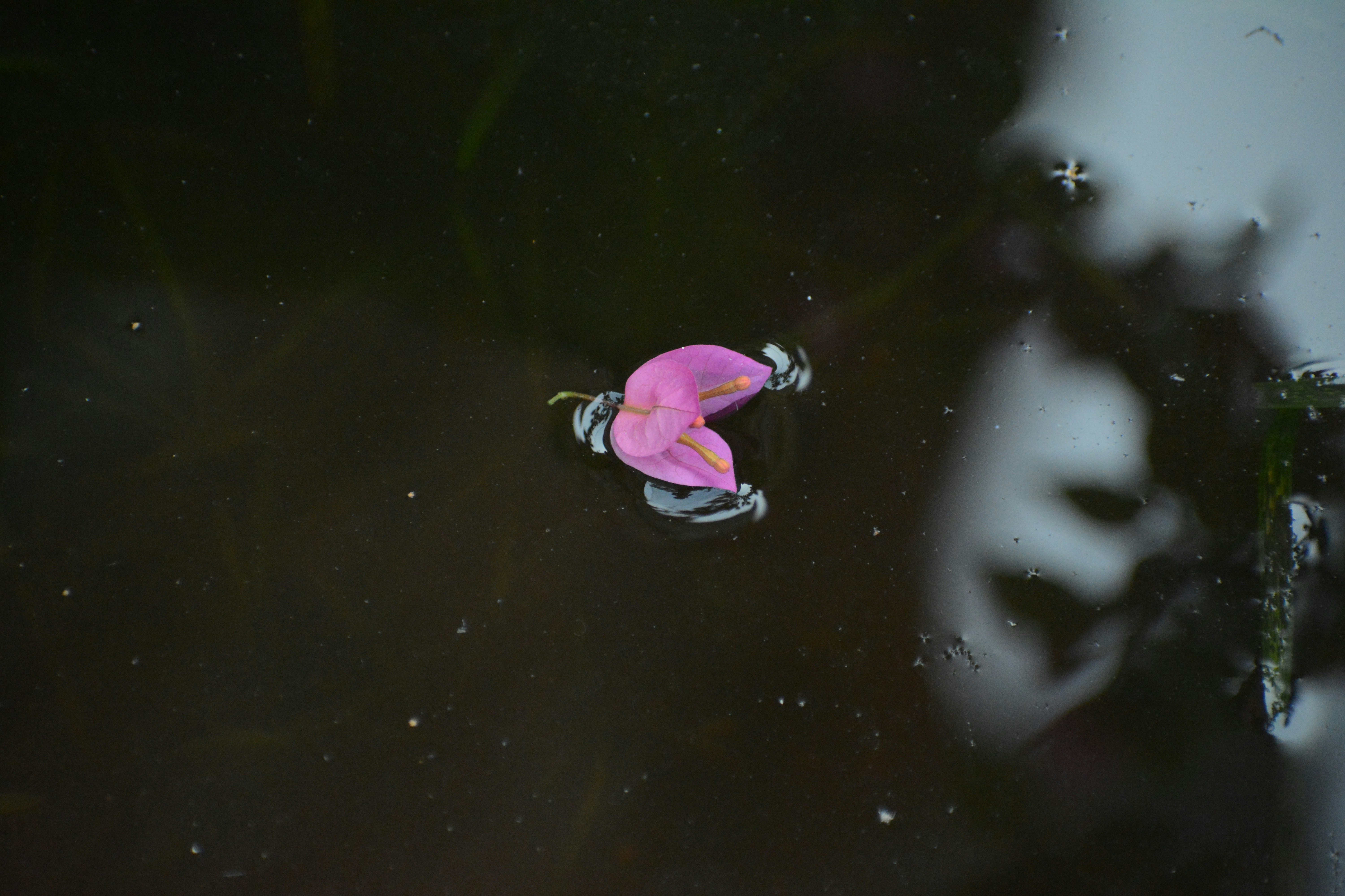 Pink flower petal floating on dark, reflective water surface.