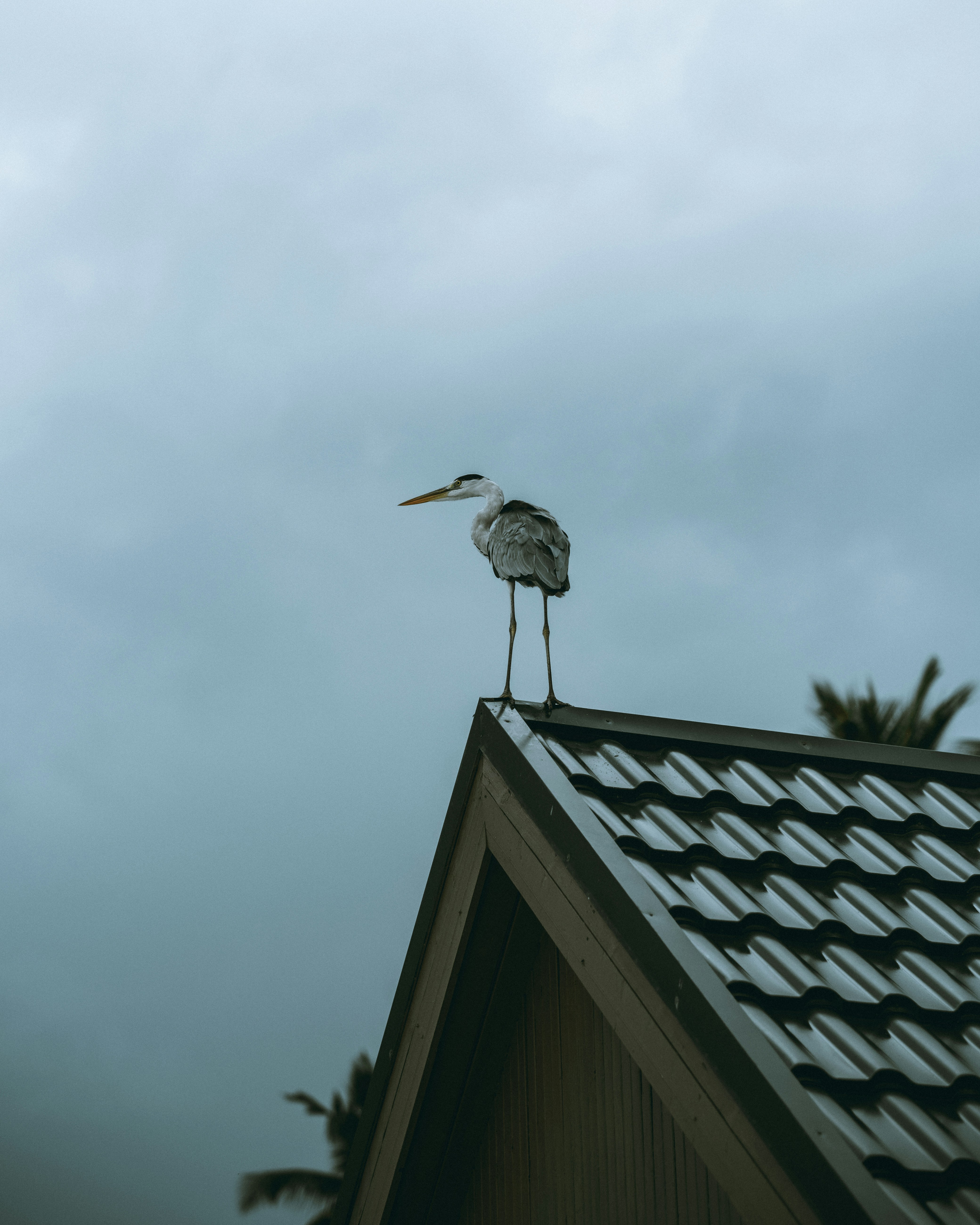 Solitary Sentinel on Rooftop