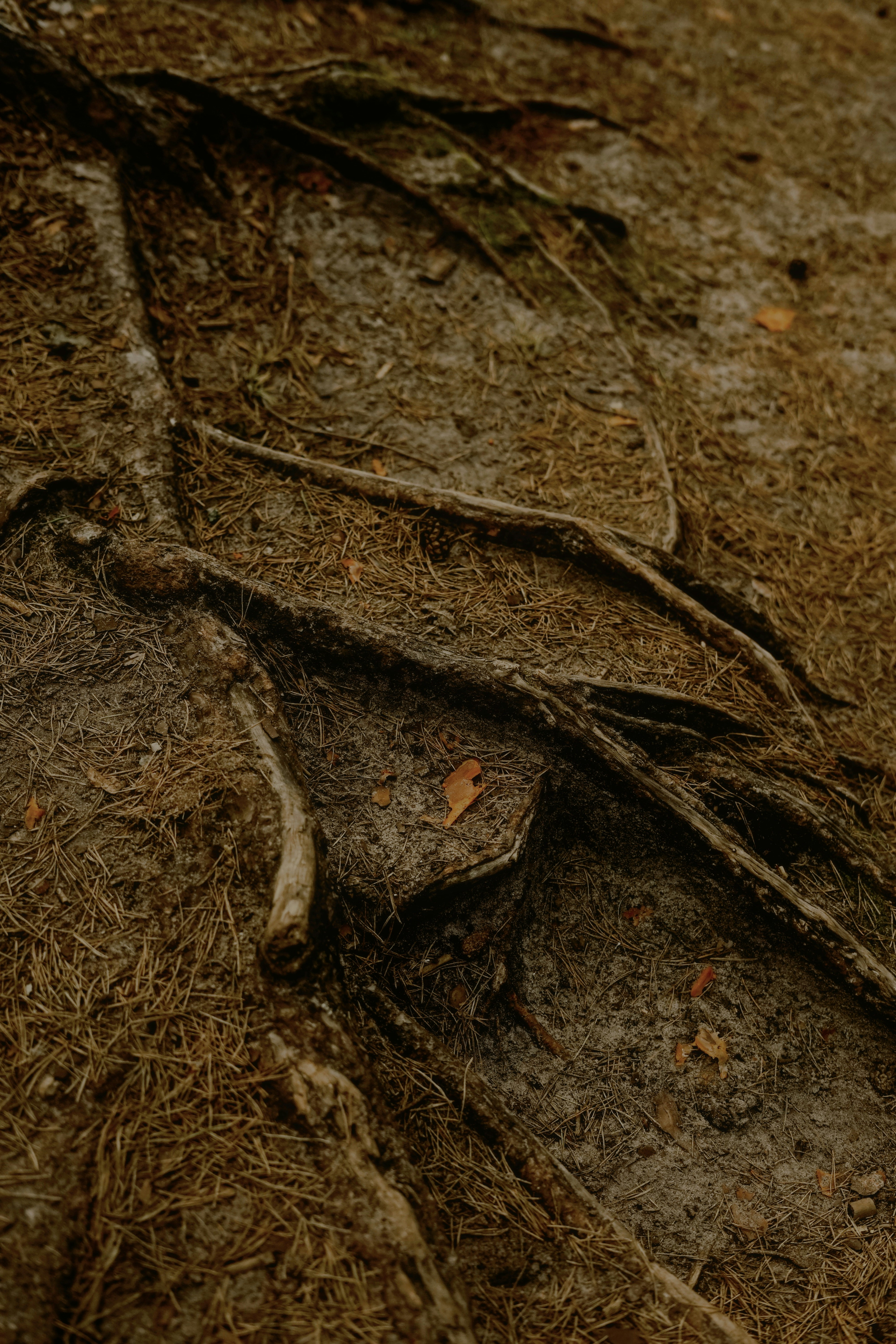 Tree roots are visible on the forest floor. photo – Free Soil Image on ...