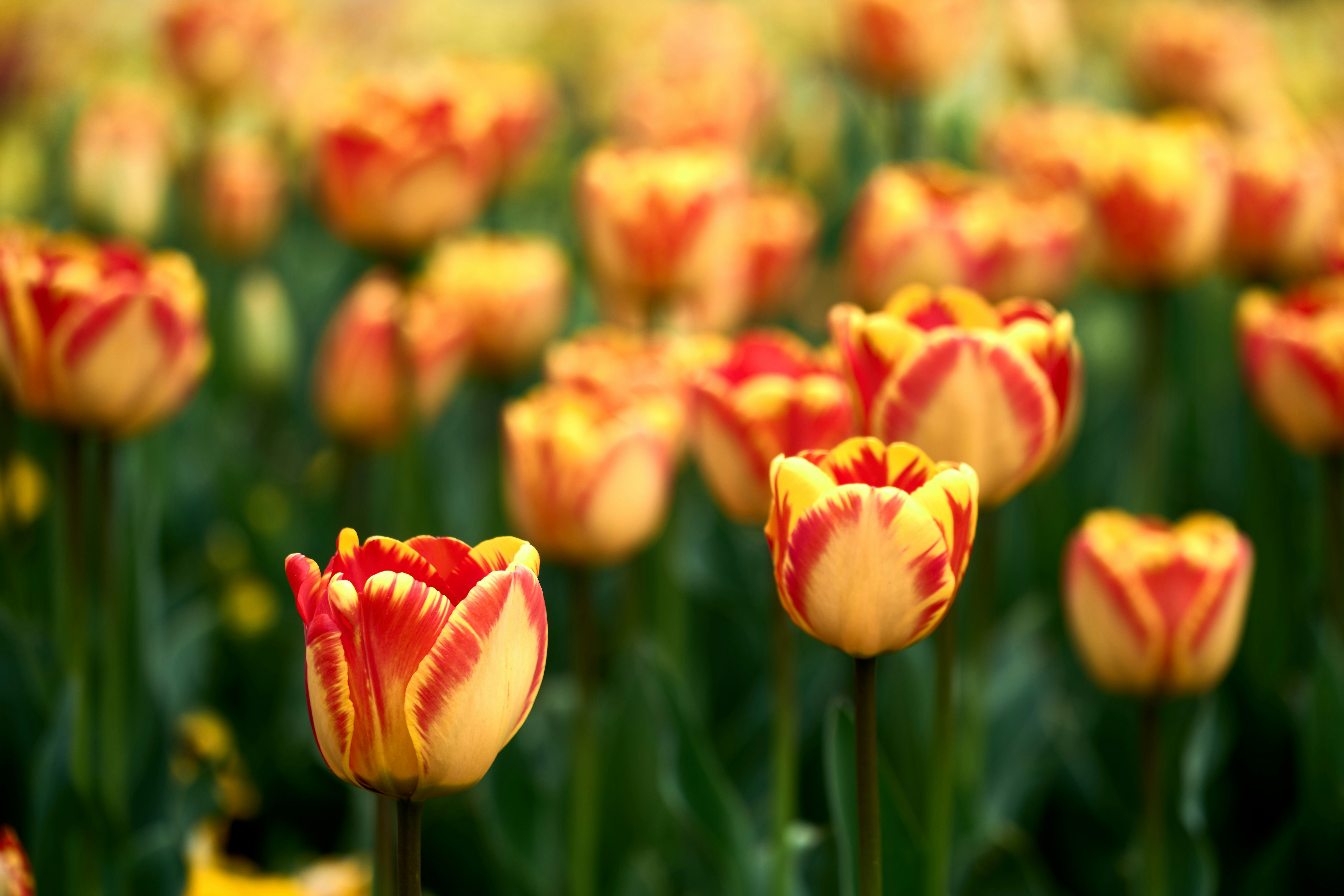 Vibrant red and yellow tulips bloom in a sunlit garden.