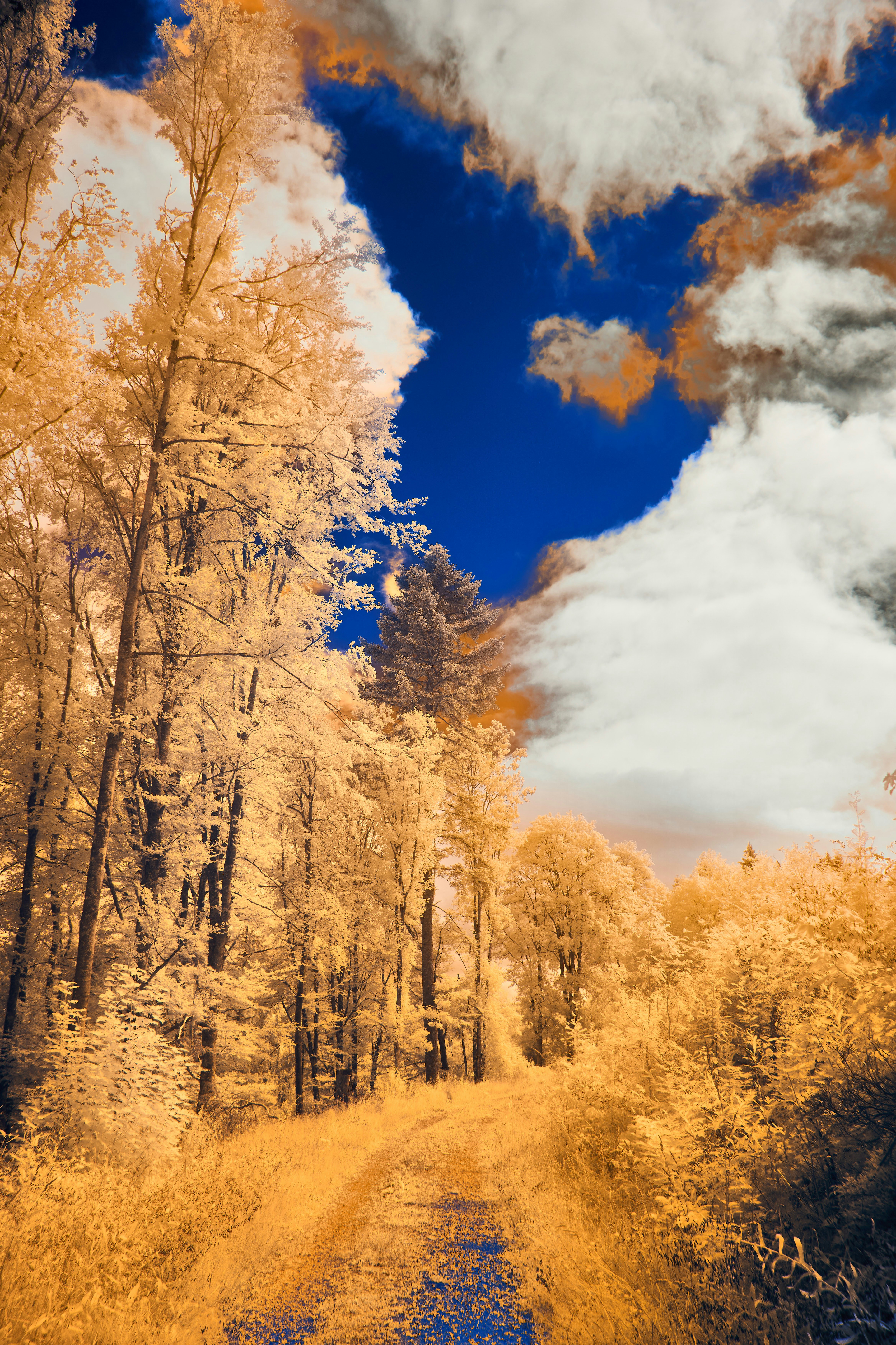 Infrared landscape of a forest path lined with golden-hued trees under a vivid blue and cloudy sky.