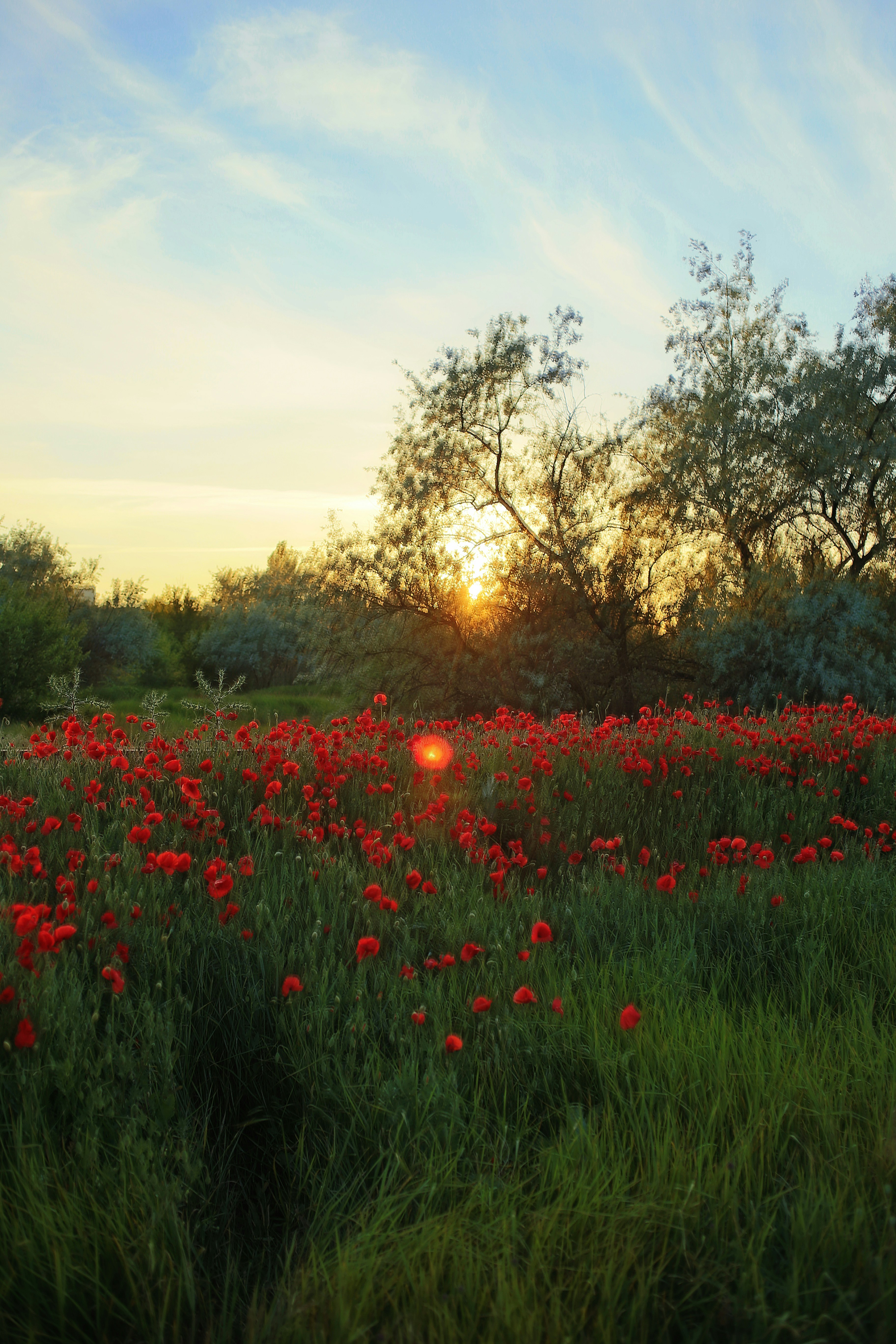 Sunset Symphony Over Wildflower Meadow